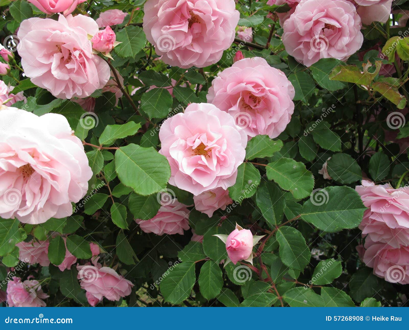 Blooming rose bush stock photo. Image of color, culture - 57268908