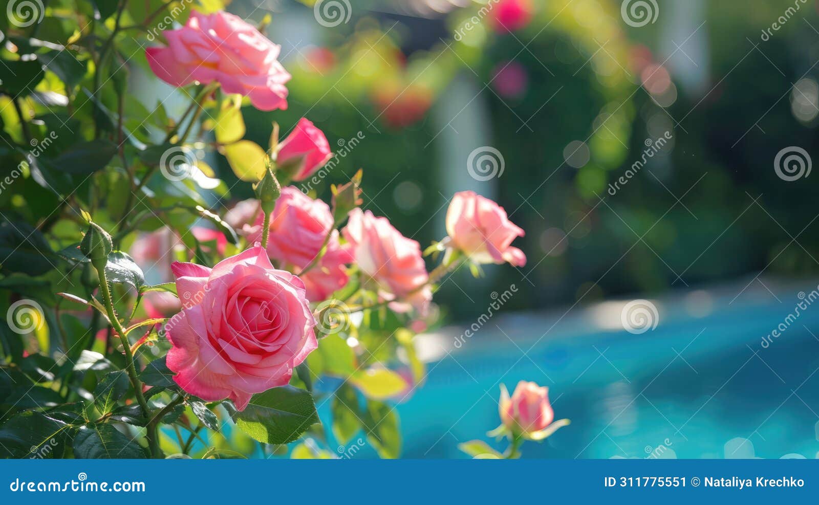 Blooming Rose Bush on the Pool Terrace Stock Image - Image of pink ...