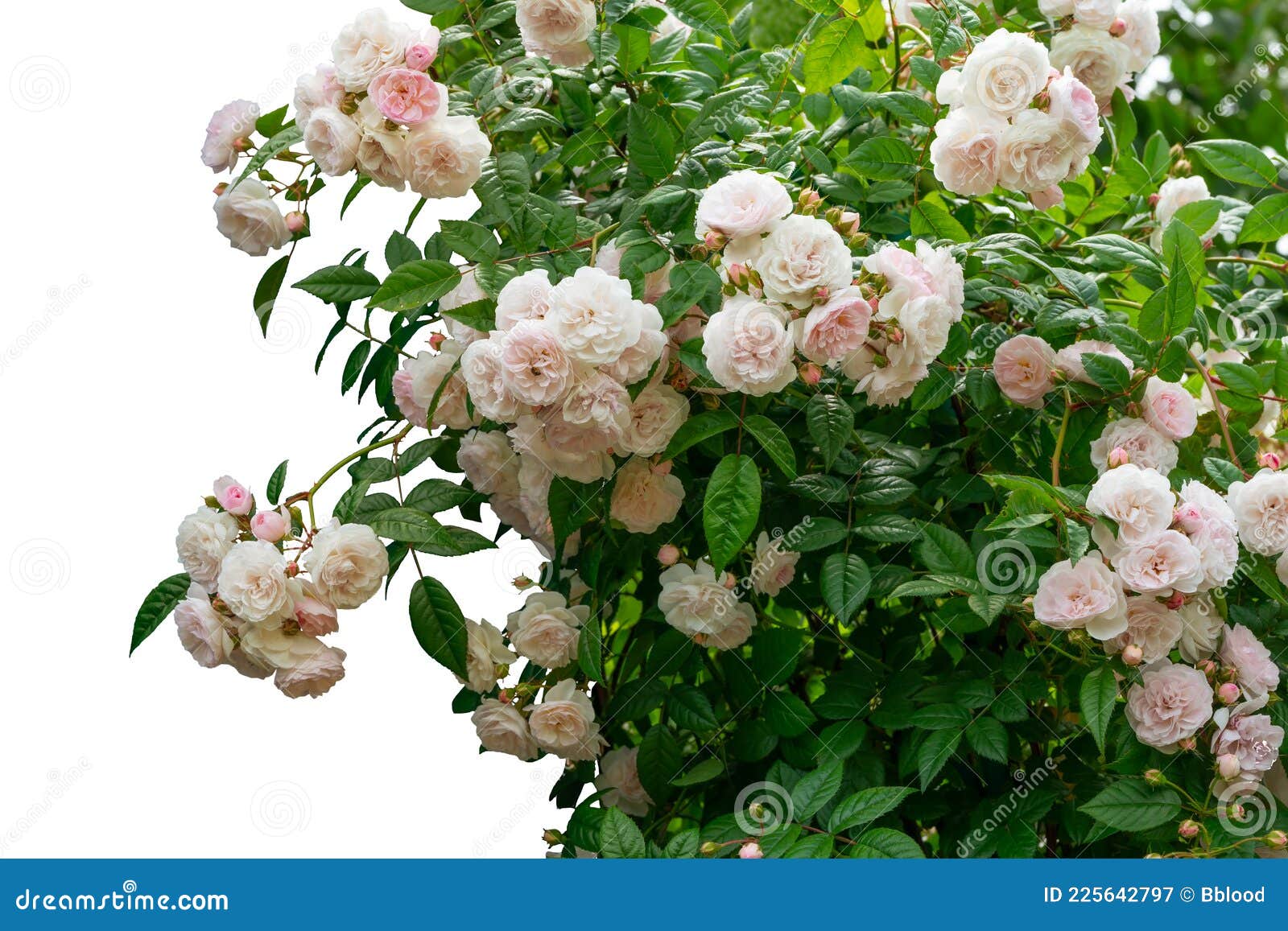 Rose Bush White Background