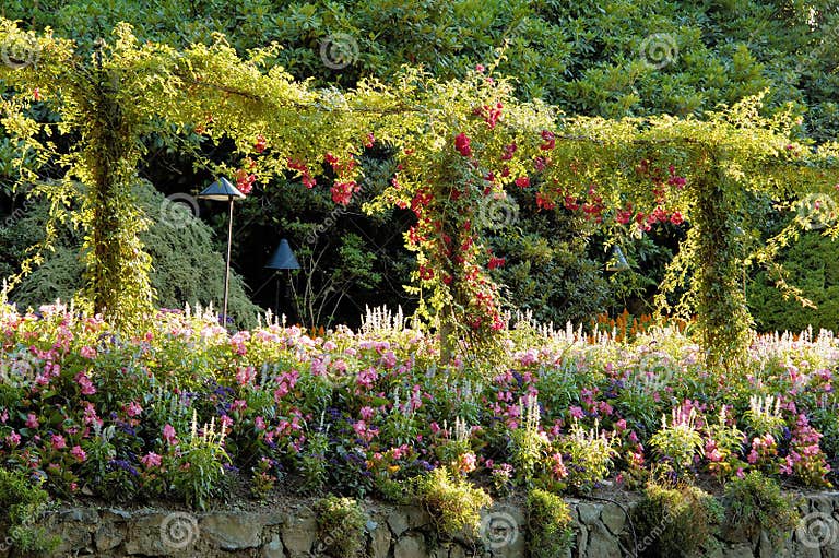 Blooming rose espalier stock photo. Image of season, life - 8822228