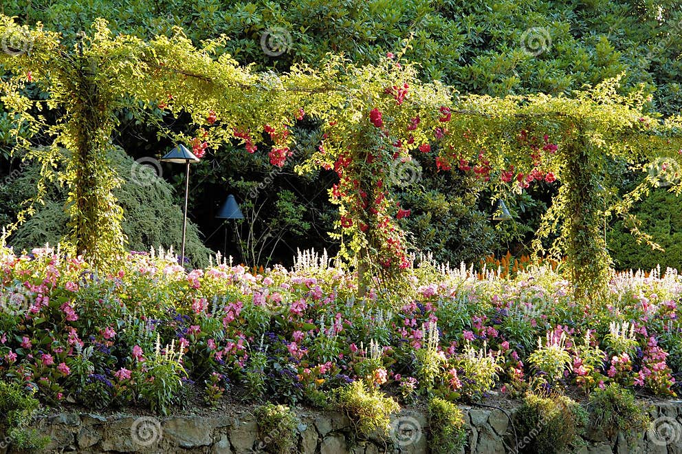 Blooming rose espalier stock photo. Image of season, life - 8822228