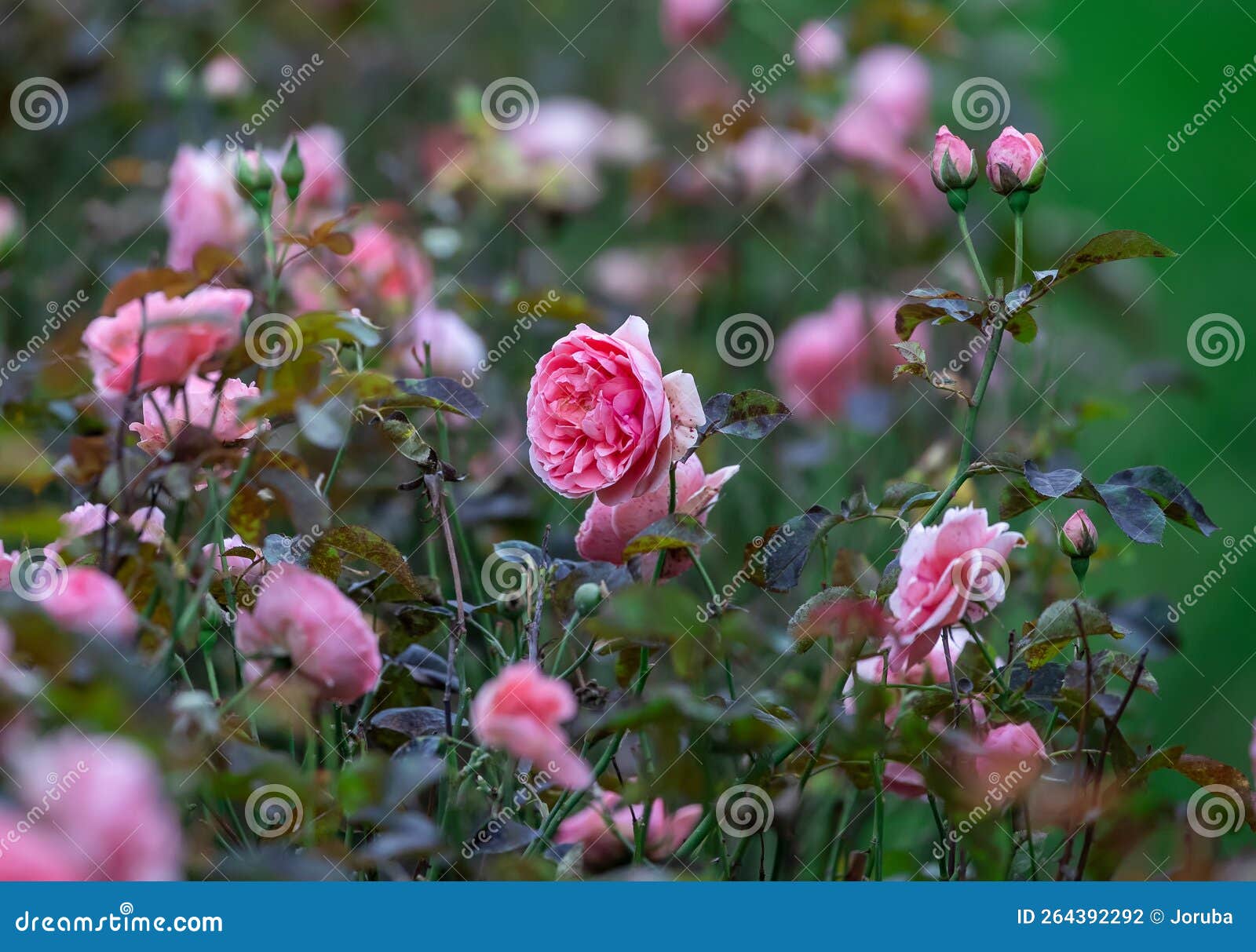 Blooming Rose Flowers in Garden Stock Photo - Image of landscape ...