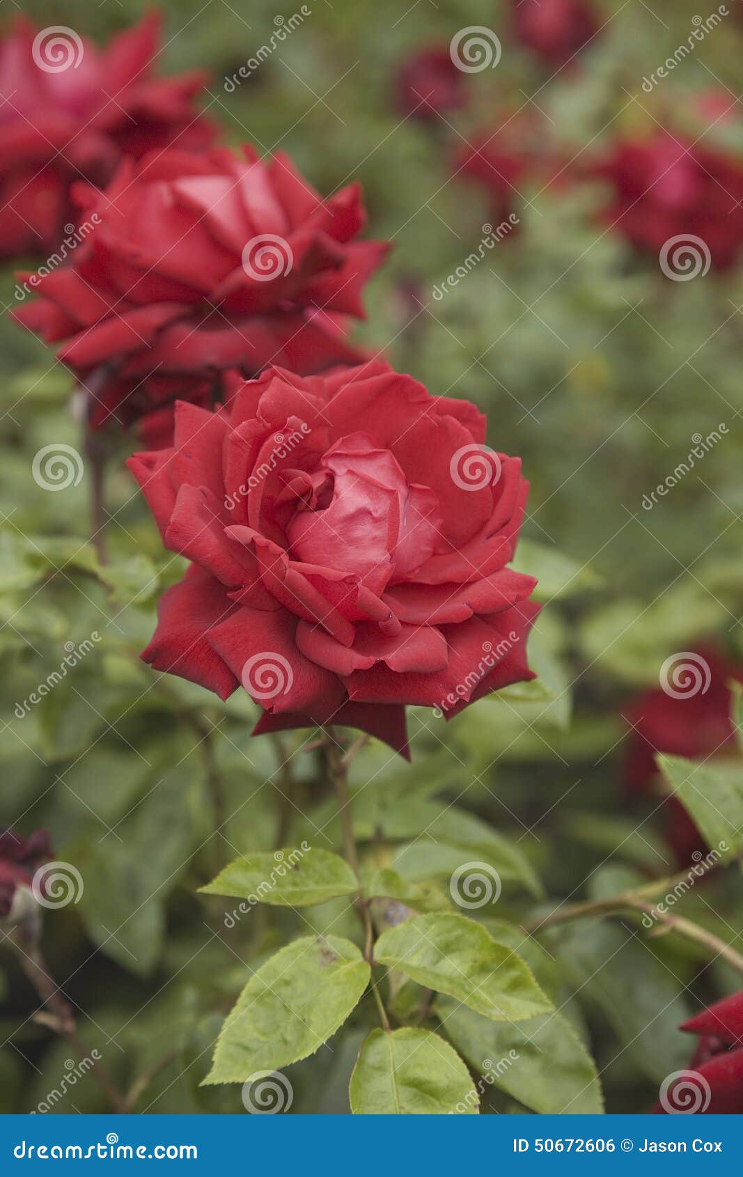 Blooming rose garden stock photo. Image of floral, nature - 50672606
