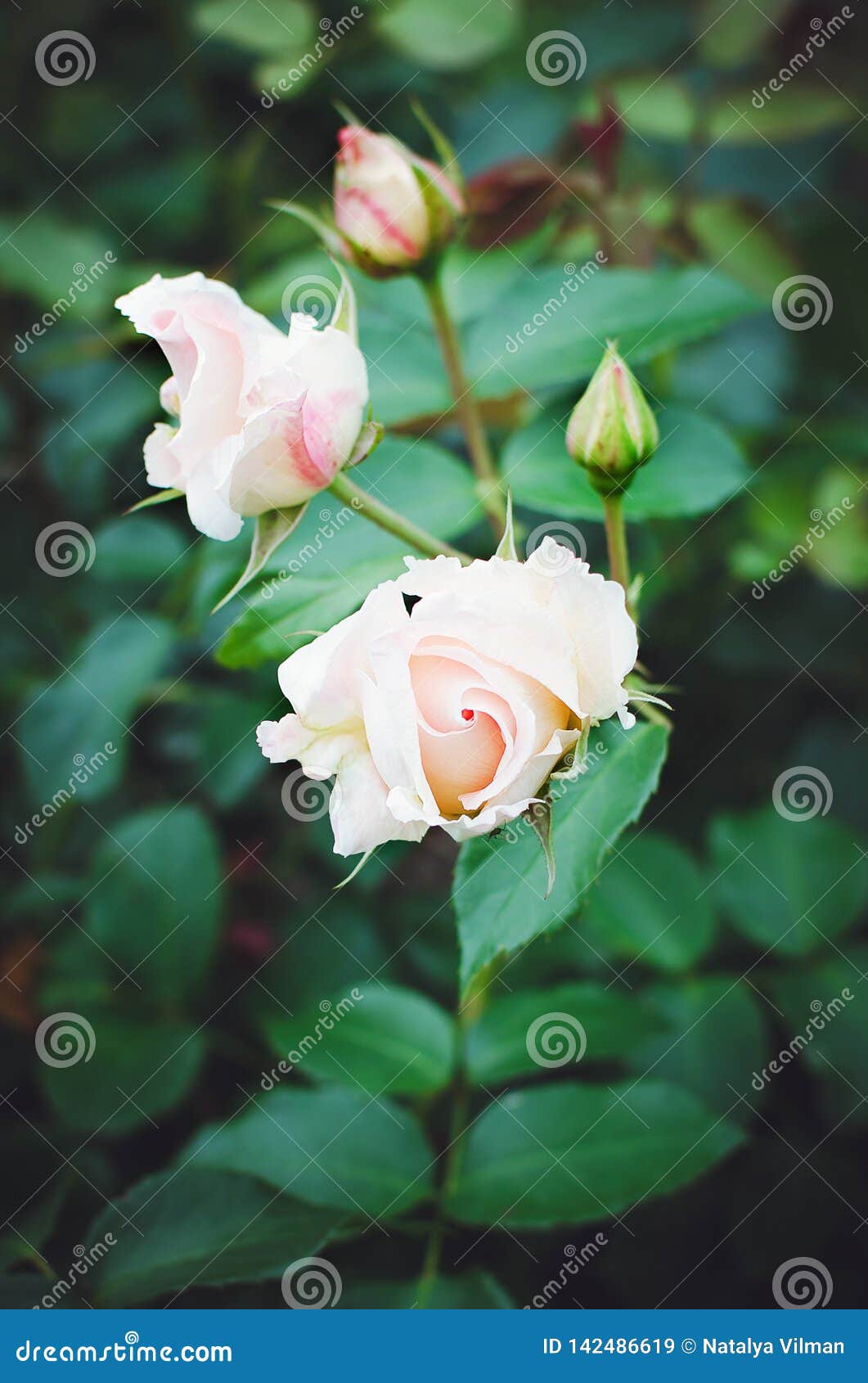 Blooming Rose in the Garden, Vertical Photo Stock Image - Image of ...