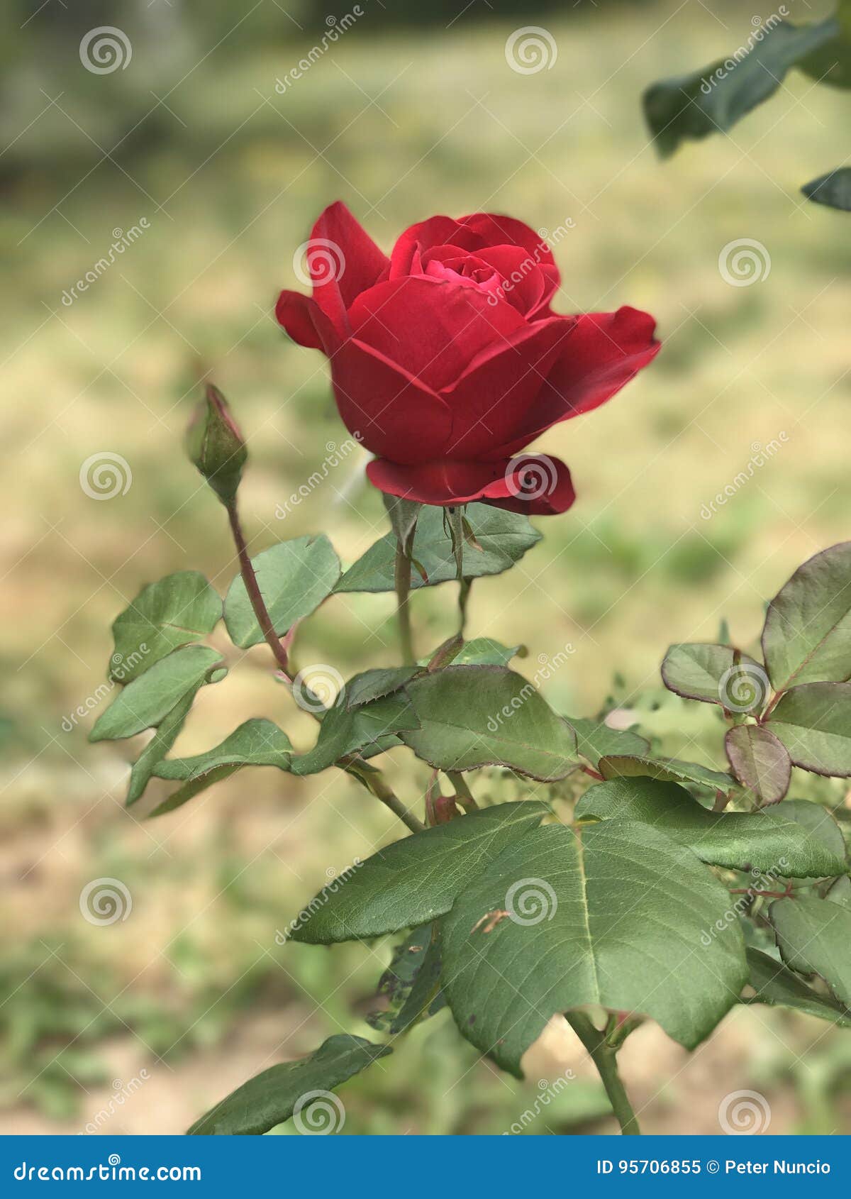 Blooming Rose stock image. Image of blooming, roses, rose - 95706855