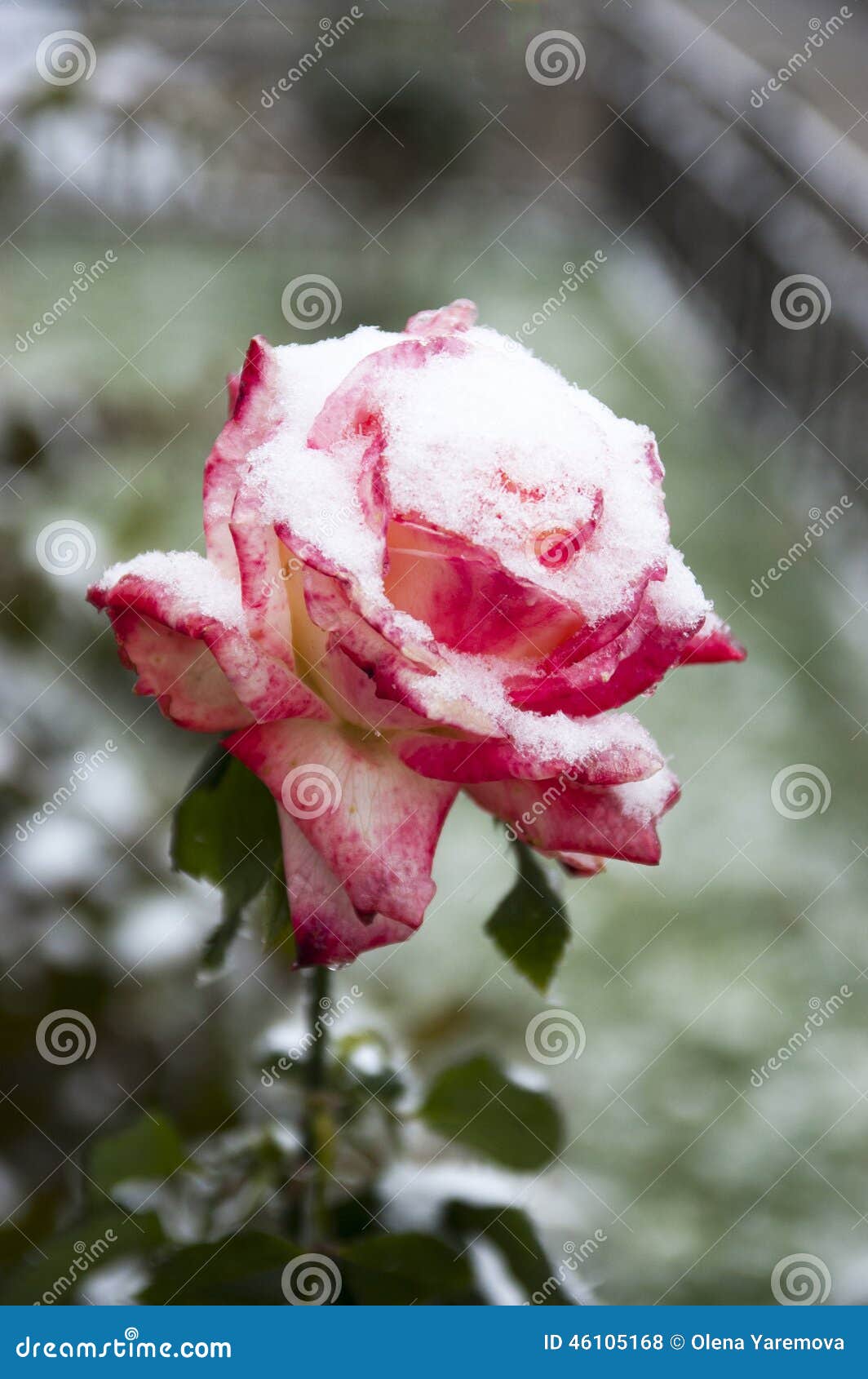 Blooming rose and snow stock photo. Image of season, plant - 46105168