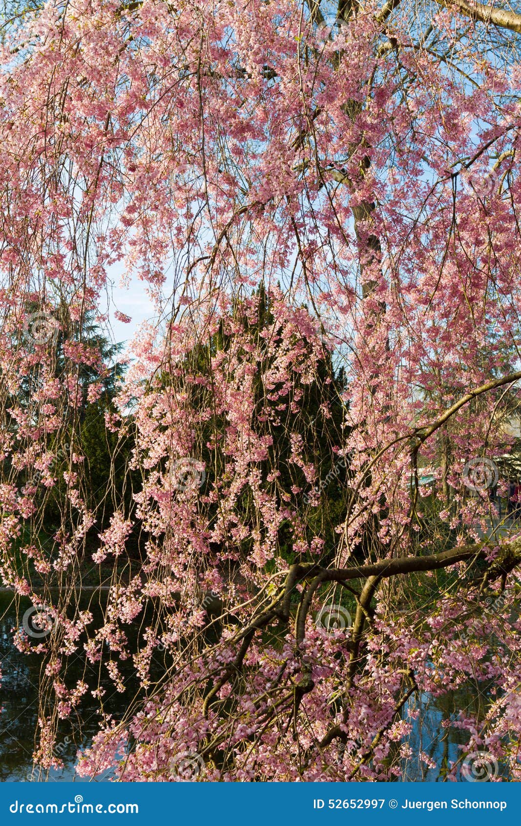 Blooming Rosebud Cherry Tree Stock Image - Image of japan, nature: 52652997