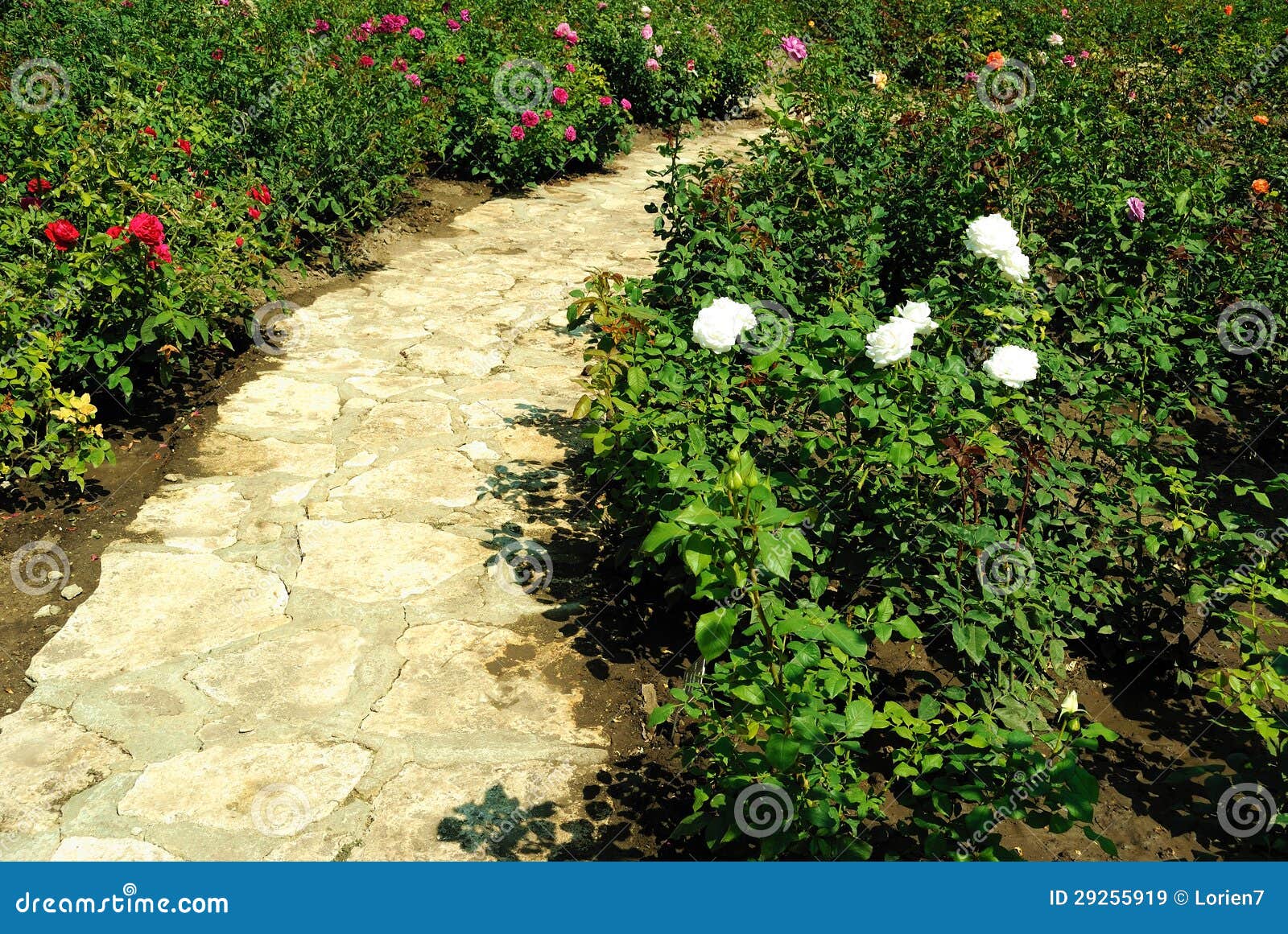 Blooming Rosebushes and a Paved Path in a Rose Garden Stock Image ...