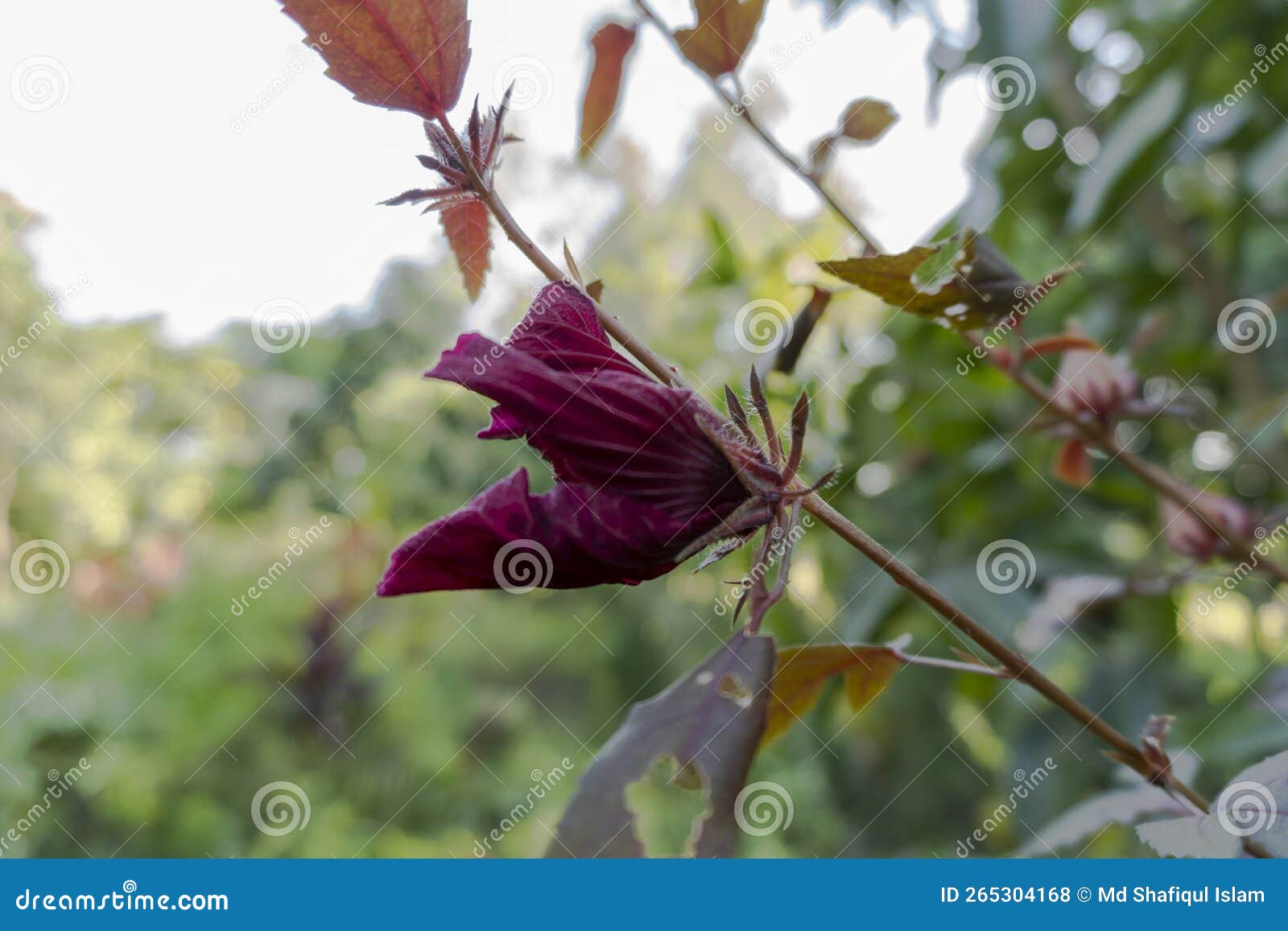 Blooming Roselle Hibiscus Sabdariffa Red Fruit Flower Stock Photo ...