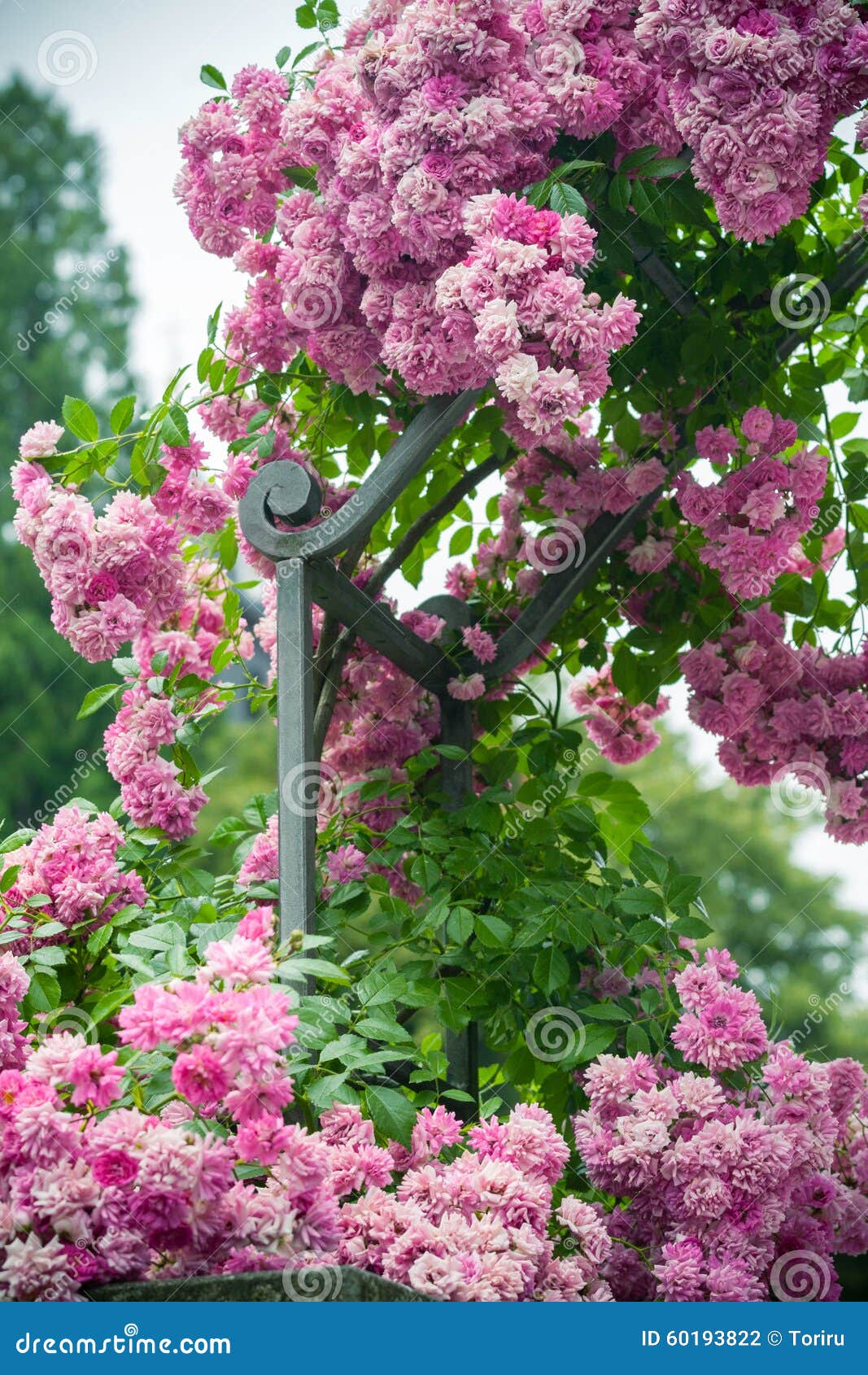 Blooming Roses Bunched Together. Vintage Photo. Royalty-Free Stock ...