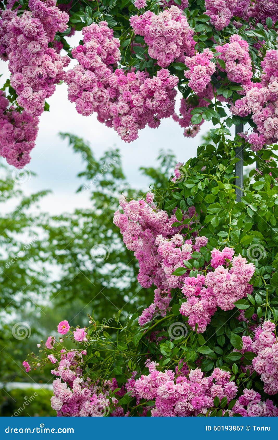 Blooming Roses Bunched Together. Vintage Photo. Royalty-Free Stock ...