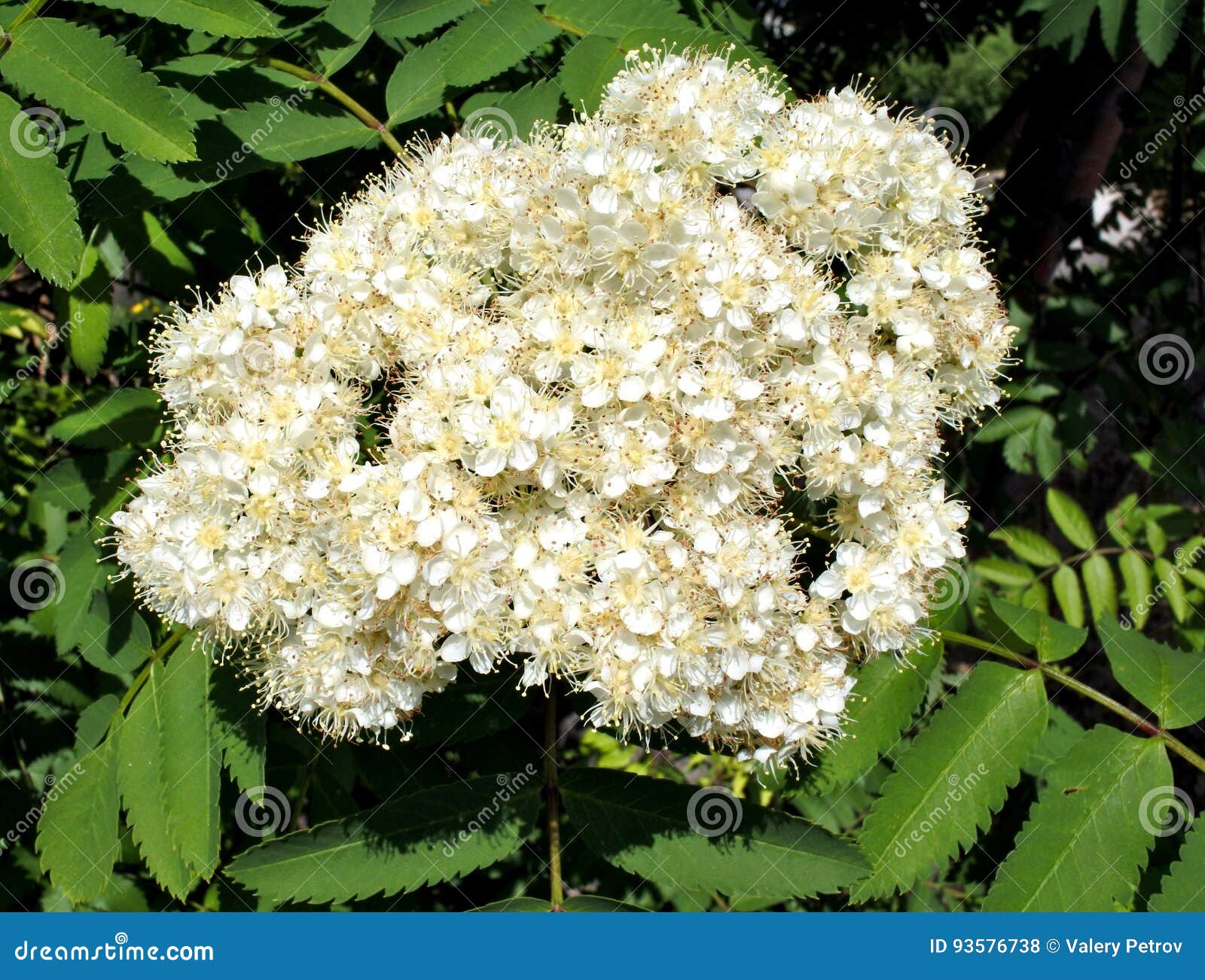 Blooming Rowan, Sorbus Aucuparia Twig Used For Attracting Insects ...