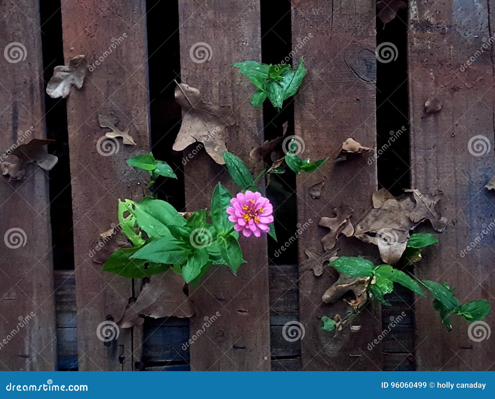Blooming through the Rubble Stock Image - Image of blooming, pink: 96060499