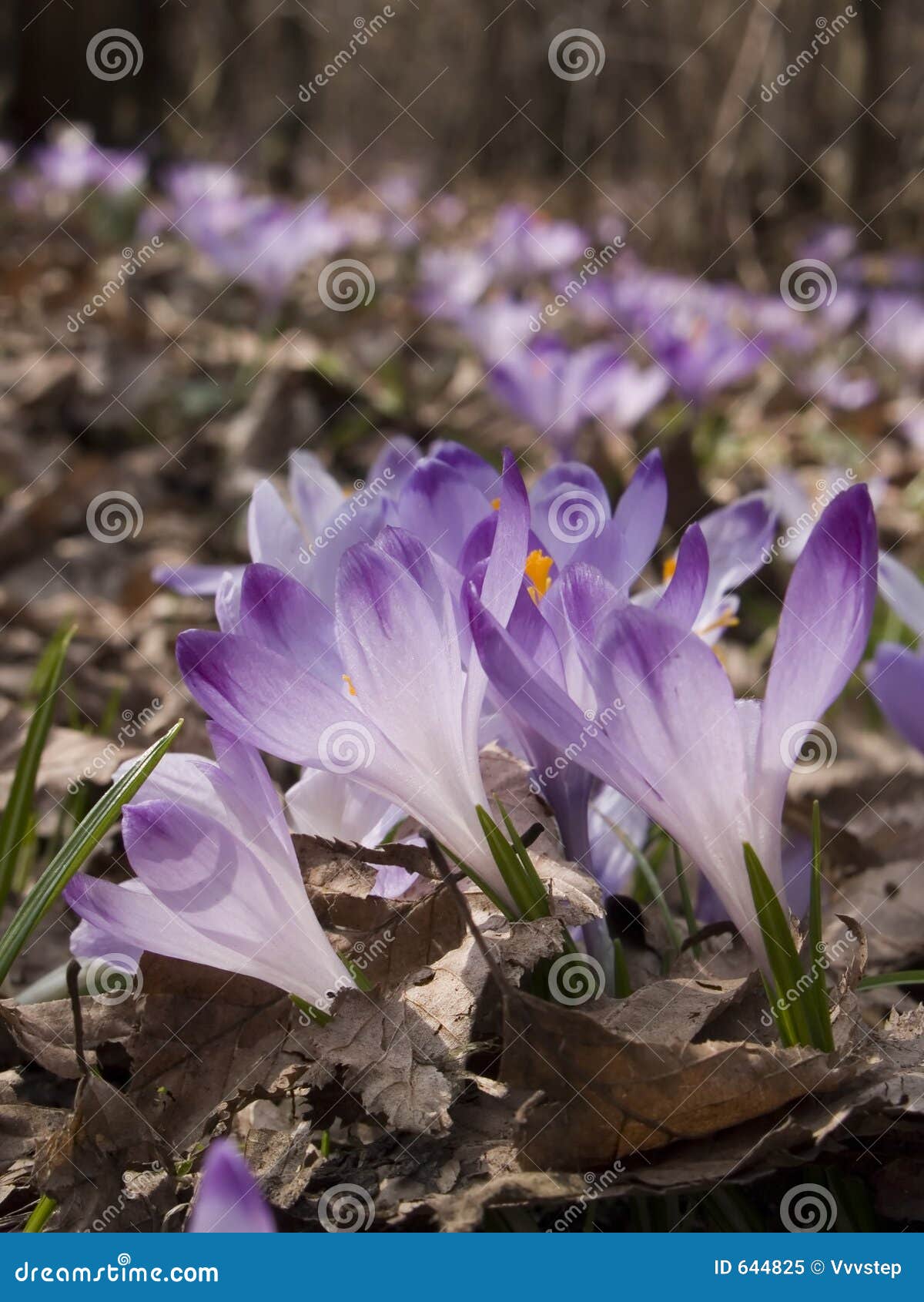 Blooming Saffrons stock image. Image of flowers, outdoors - 644825
