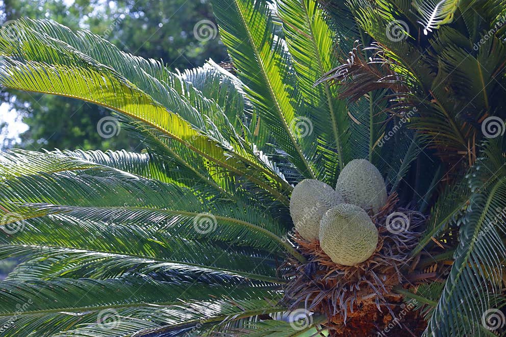 Blooming of the Sago Palm. Palm Tree Stock Photo - Image of sago, tree ... Blooming of the Sago Palm. Palm Tree Stock Photo - Image of sago, tree ...