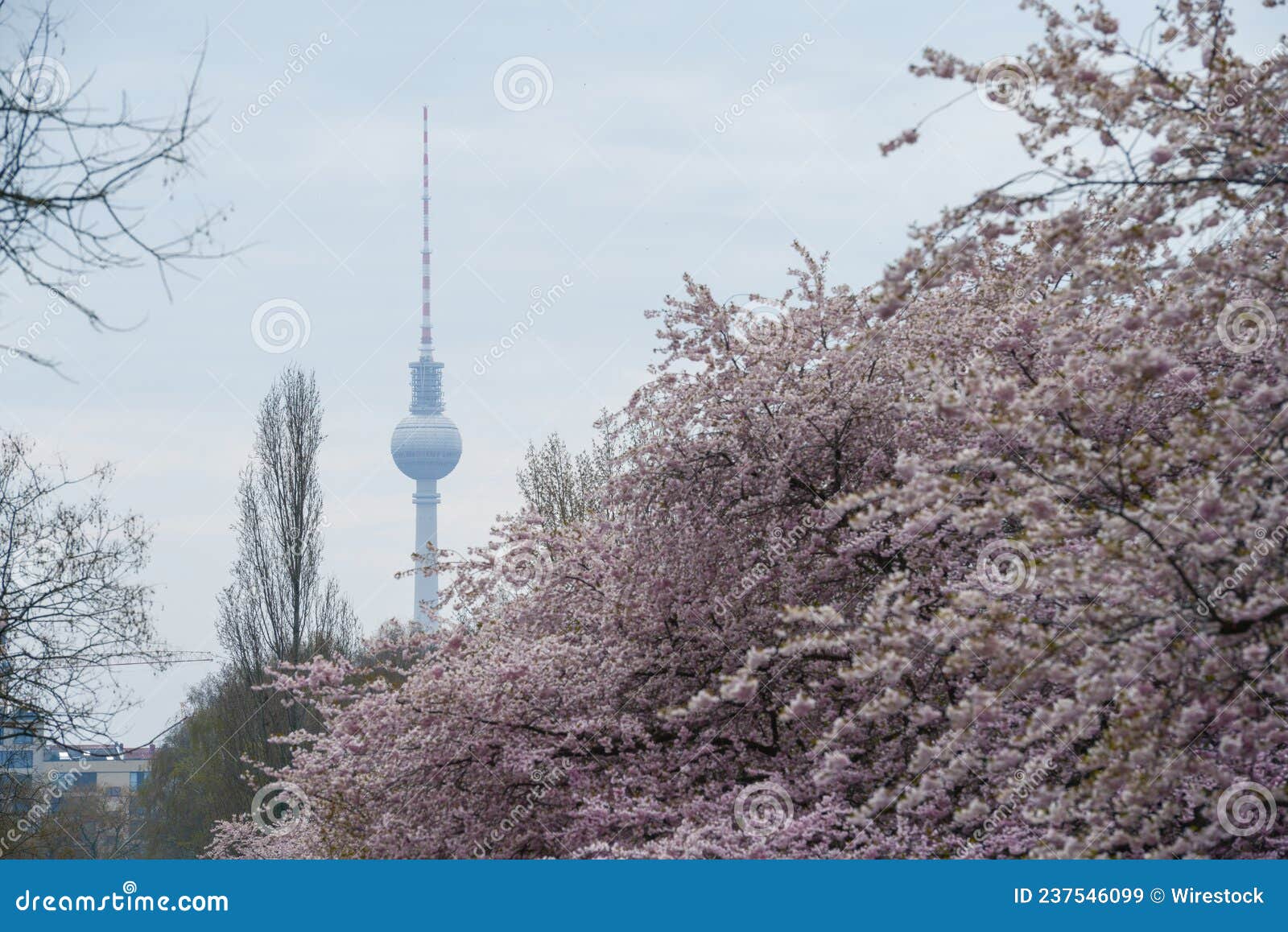 View of the Cherry Blossom with the Berlin TV Tower in the Background. Germany Stock Image ...