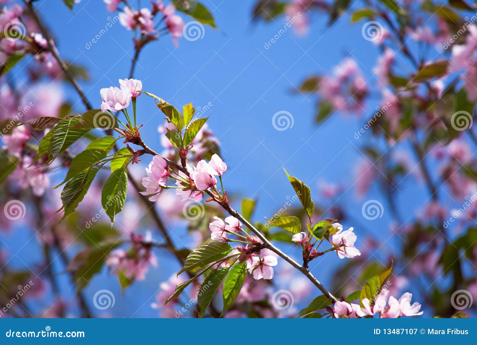 Blooming sakura branch stock image. Image of cherry, gardening - 13487107