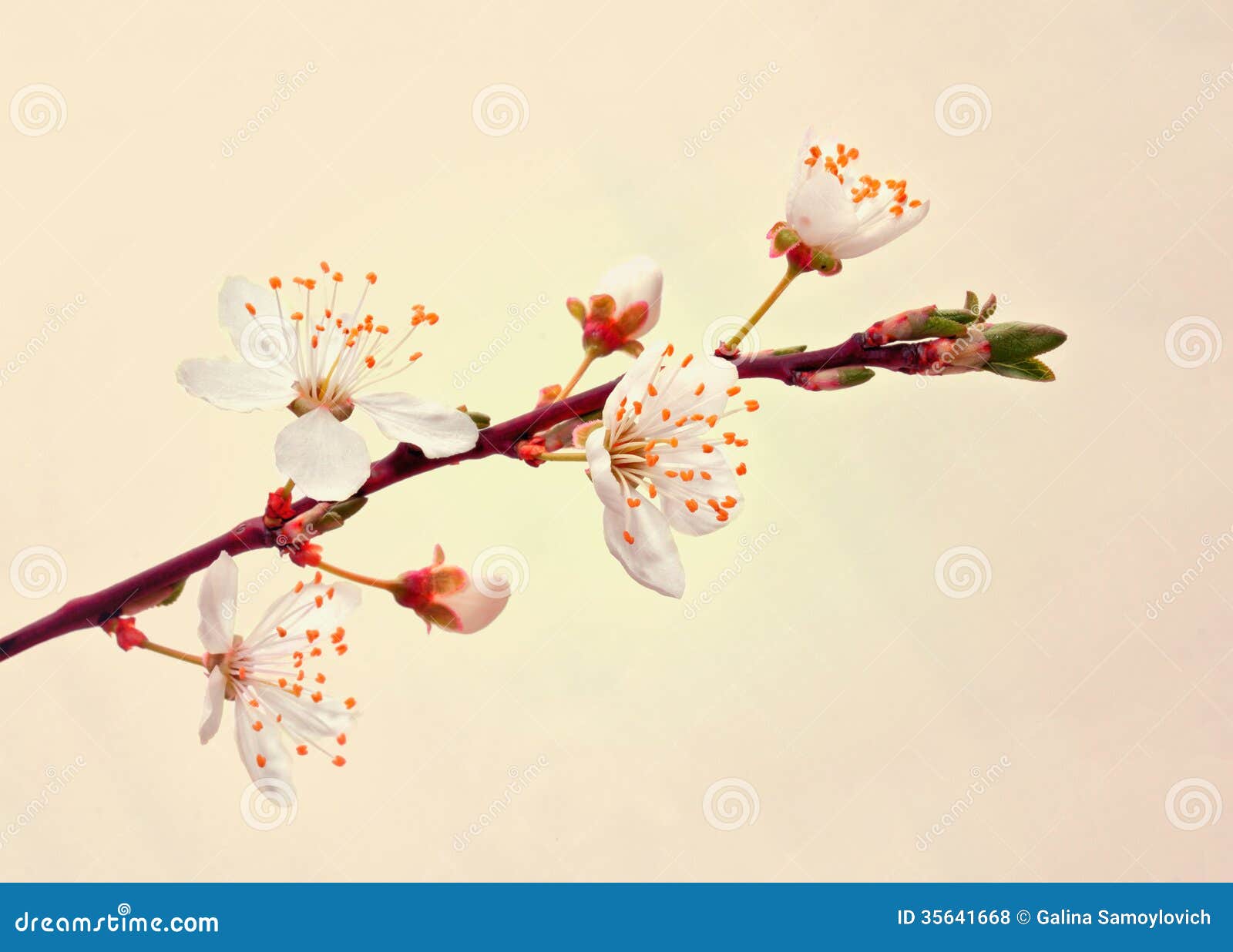 Blooming sakura branch. stock photo. Image of flower - 35641668
