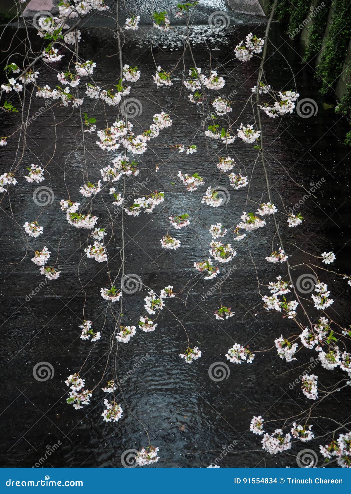 Blooming Sakura Flower Branches Hanging Over Meguro River Stream Stock ...