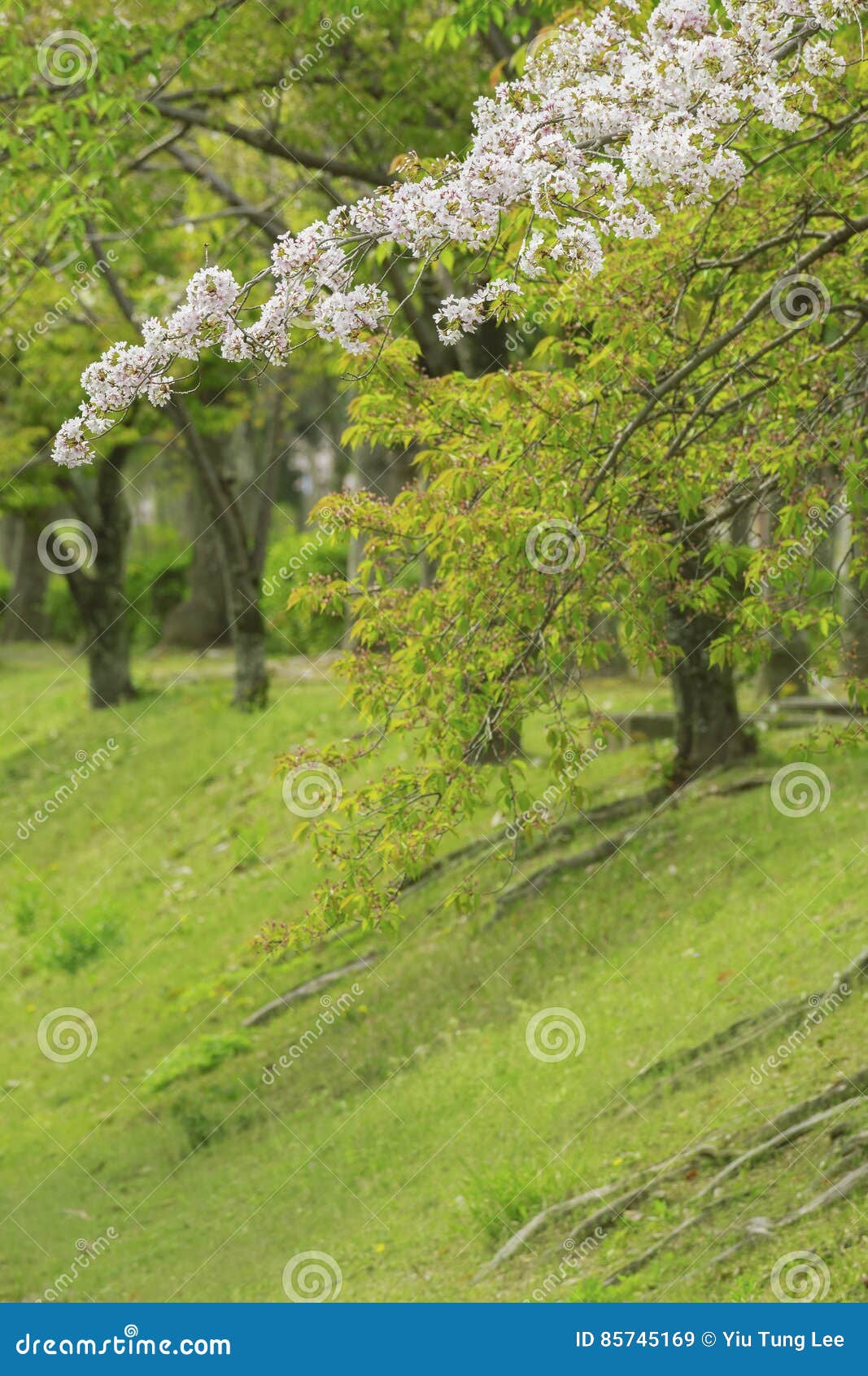 Blooming Sakura Flower Tree Stock Image - Image of fresh, japanese ...