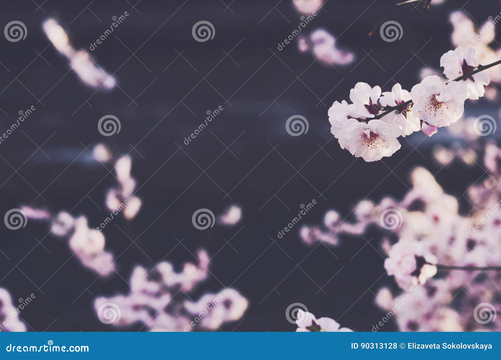 Blooming Sakura Flowers with Empty Space on Dark Background Stock Photo ...