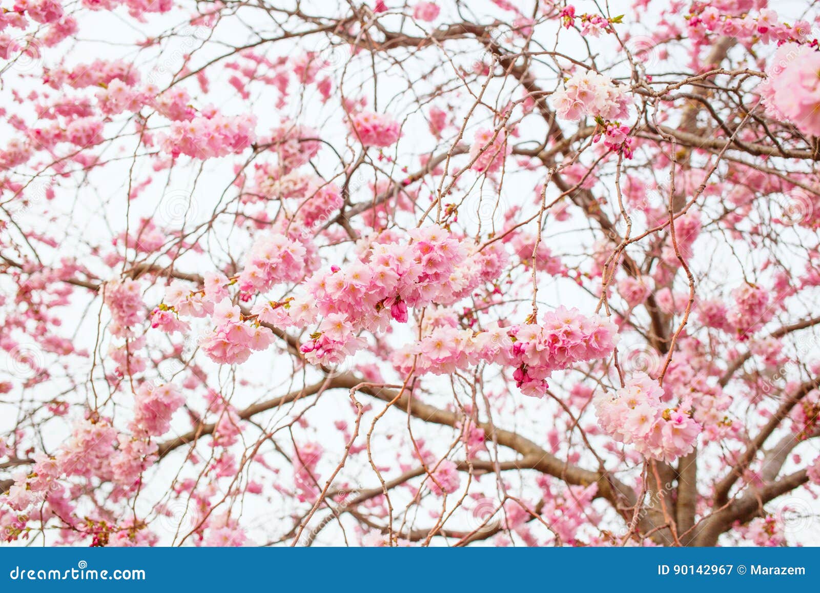 Sakura, Sakura Tree, Sakura Glow, Sakura On The Background Of The Sky ...