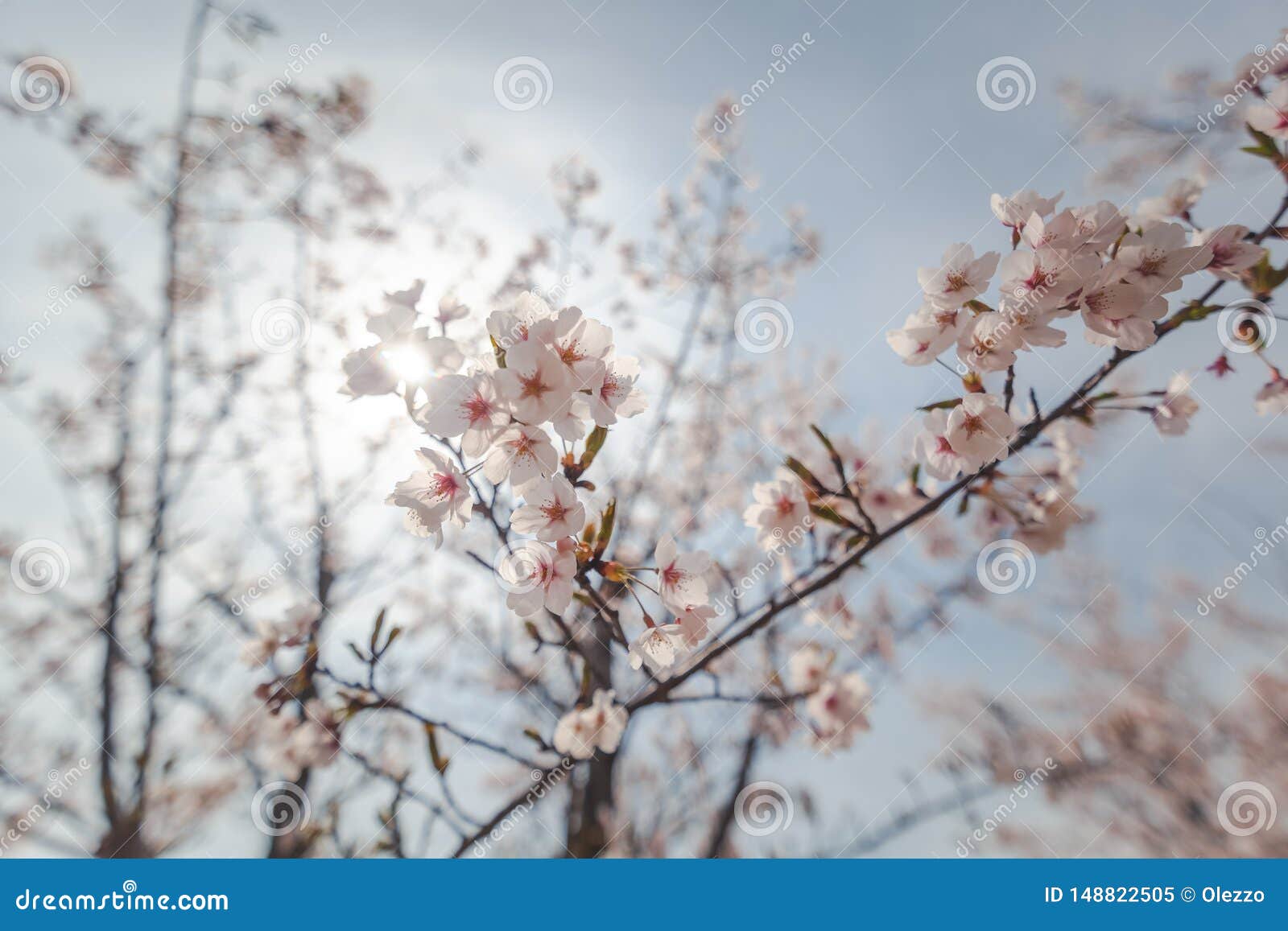Blooming Sakura Tree on a Background of Blue Sky, Delicate Spring ...