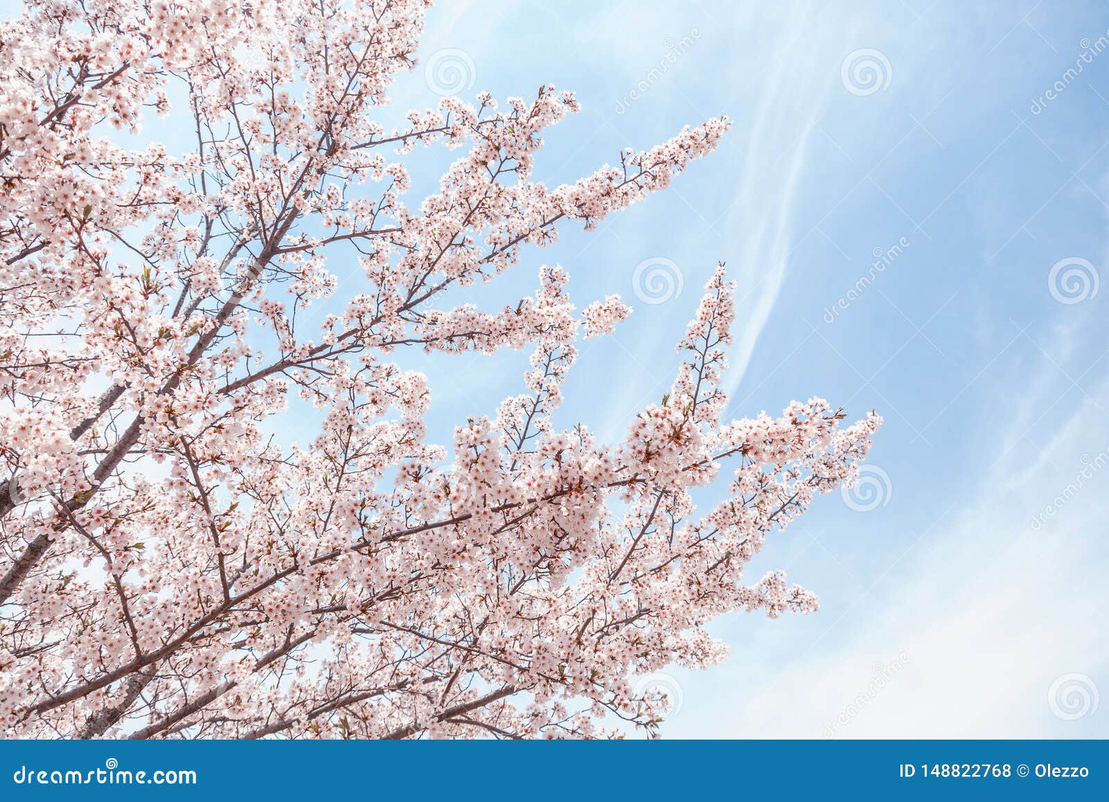 Blooming Sakura Tree on a Background of Blue Sky, Delicate Spring ...