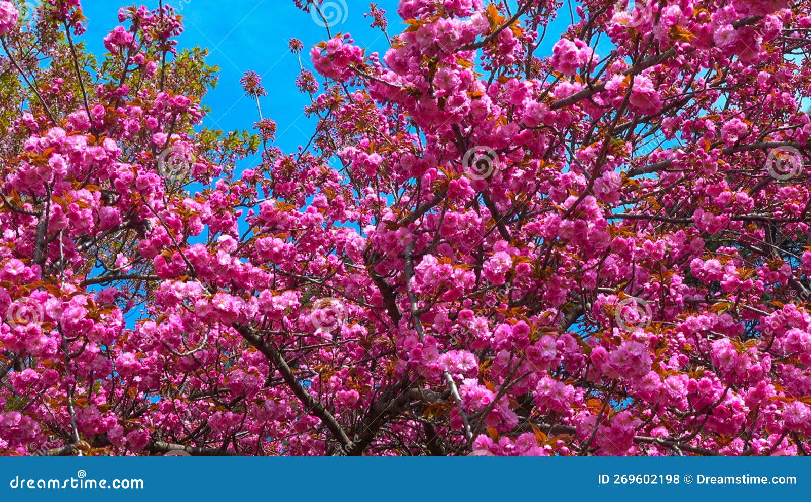 Blooming Sakura Tree in the Botanical Garden, Ukraine Stock Photo ...