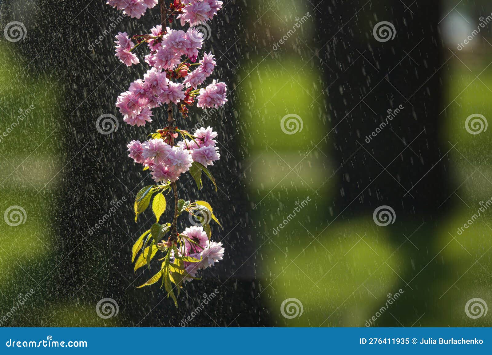 Blooming Sakura Tree Branch on the Rain Stock Image - Image of floral ...