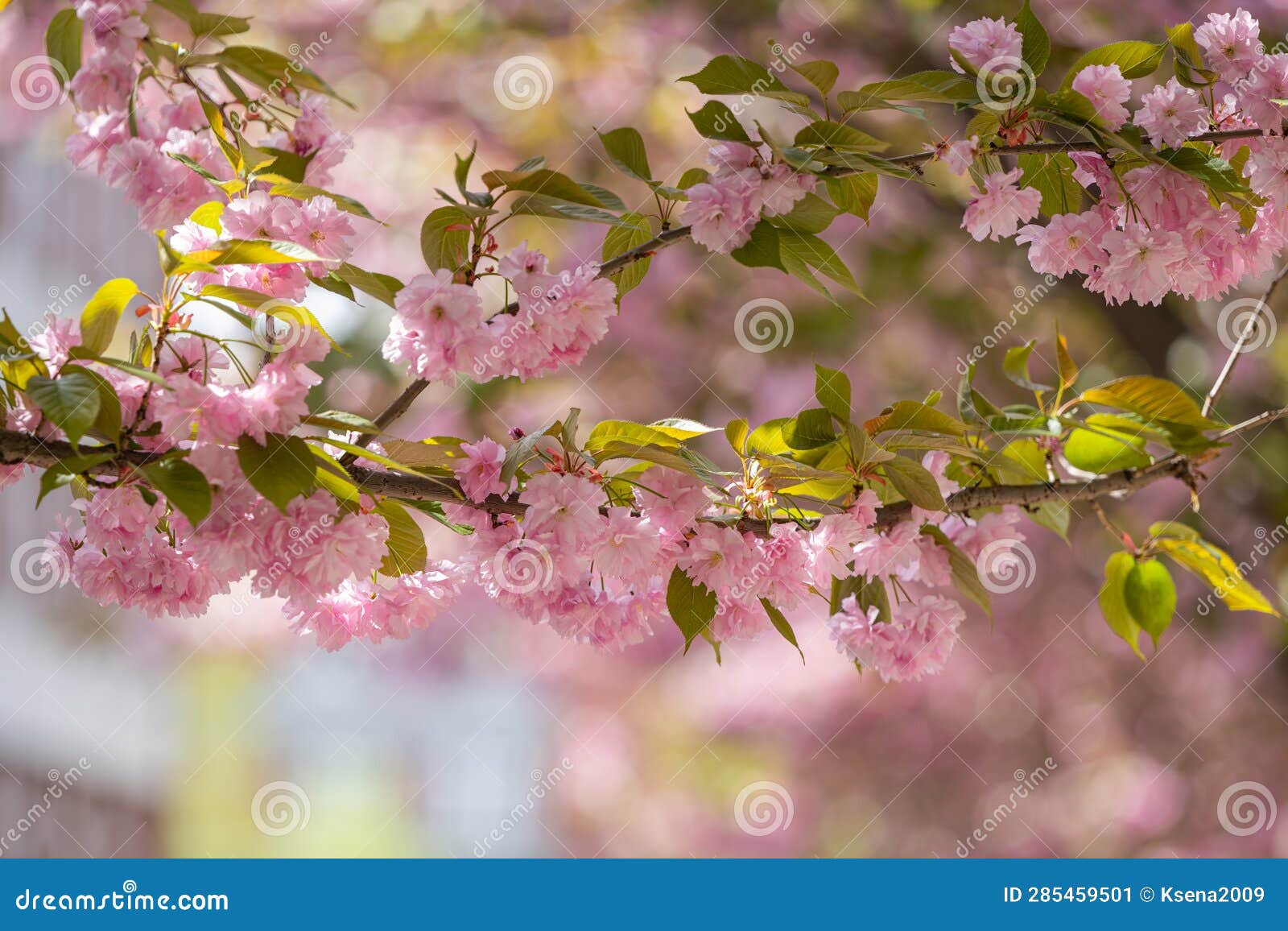 Blooming Sakura Tree with Pink Flowers in Spring Stock Image - Image of ...