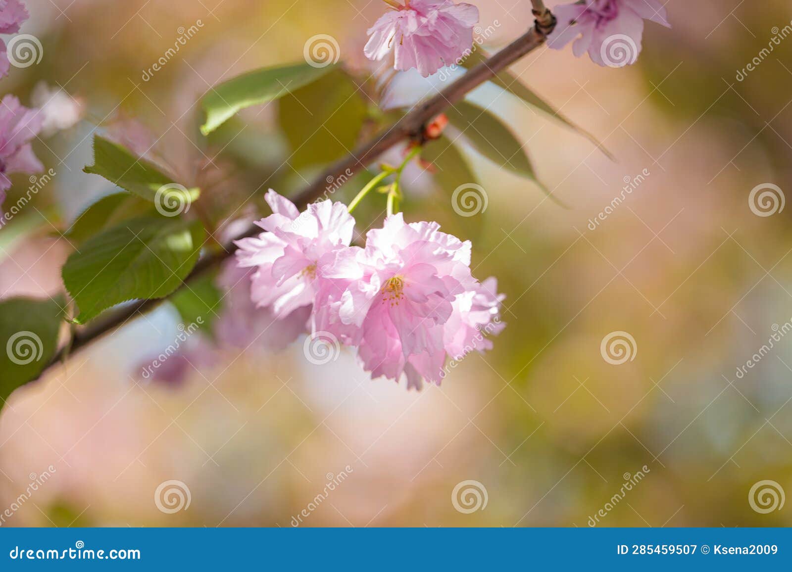 Blooming Sakura Tree with Pink Flowers in Spring Stock Image - Image of ...