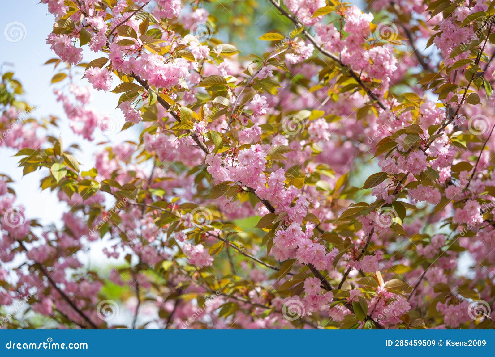 Blooming Sakura Tree with Pink Flowers in Spring Stock Image - Image of ...