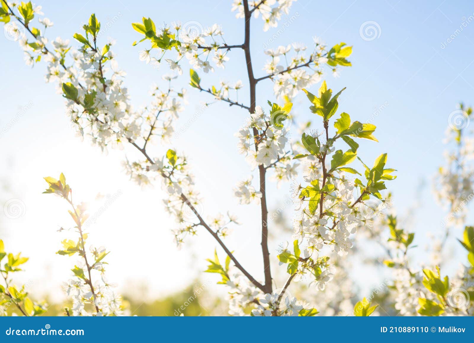 Blooming Sakura Tree on Sky Background in Garden or Park Stock Photo ...