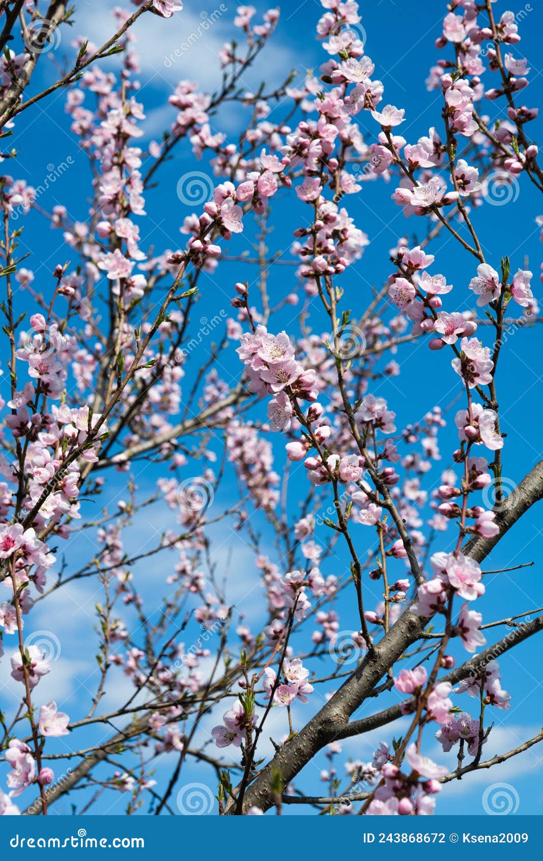 Blooming Sakura Tree on a Sunny Day in Spring Stock Photo - Image of ...