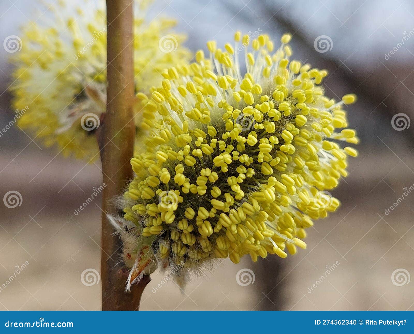 Blooming Salix stock photo. Image of sign, nature, willows - 274562340