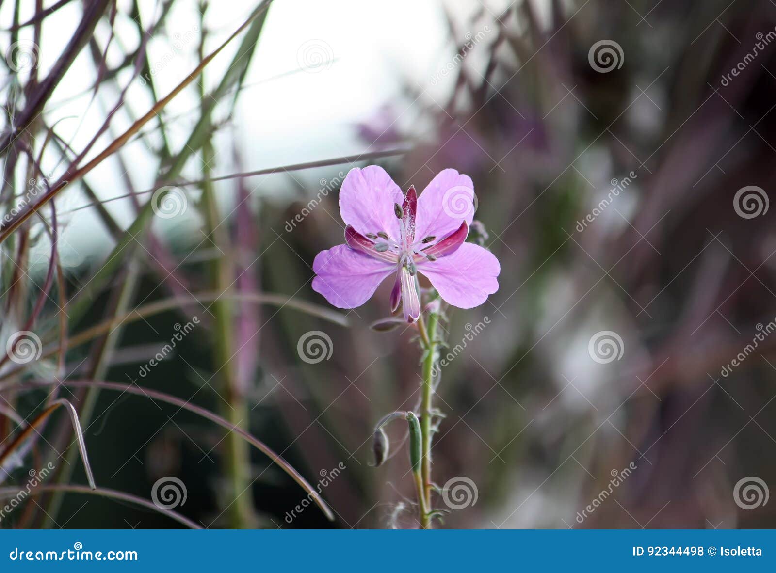 Blooming sally flower. stock photo. Image of green, blossom - 92344498