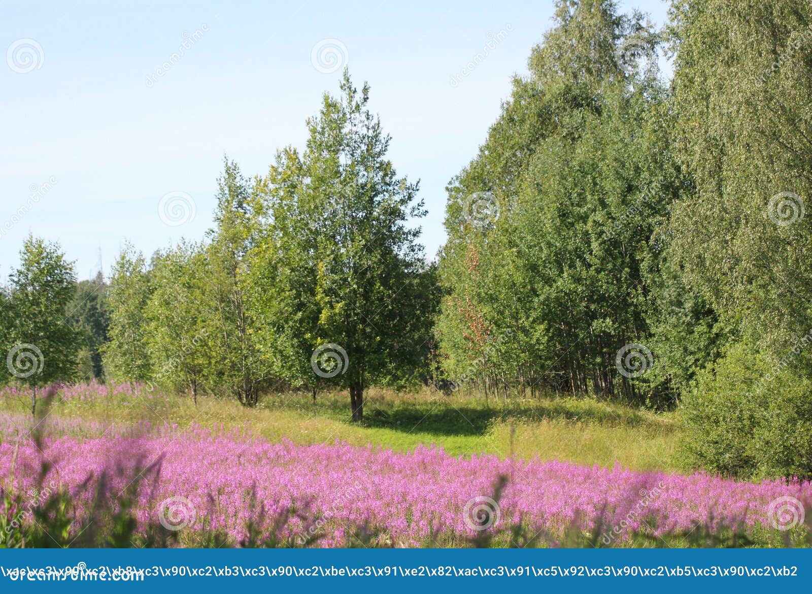 Blooming sally two stock image. Image of wildflower - 191630237