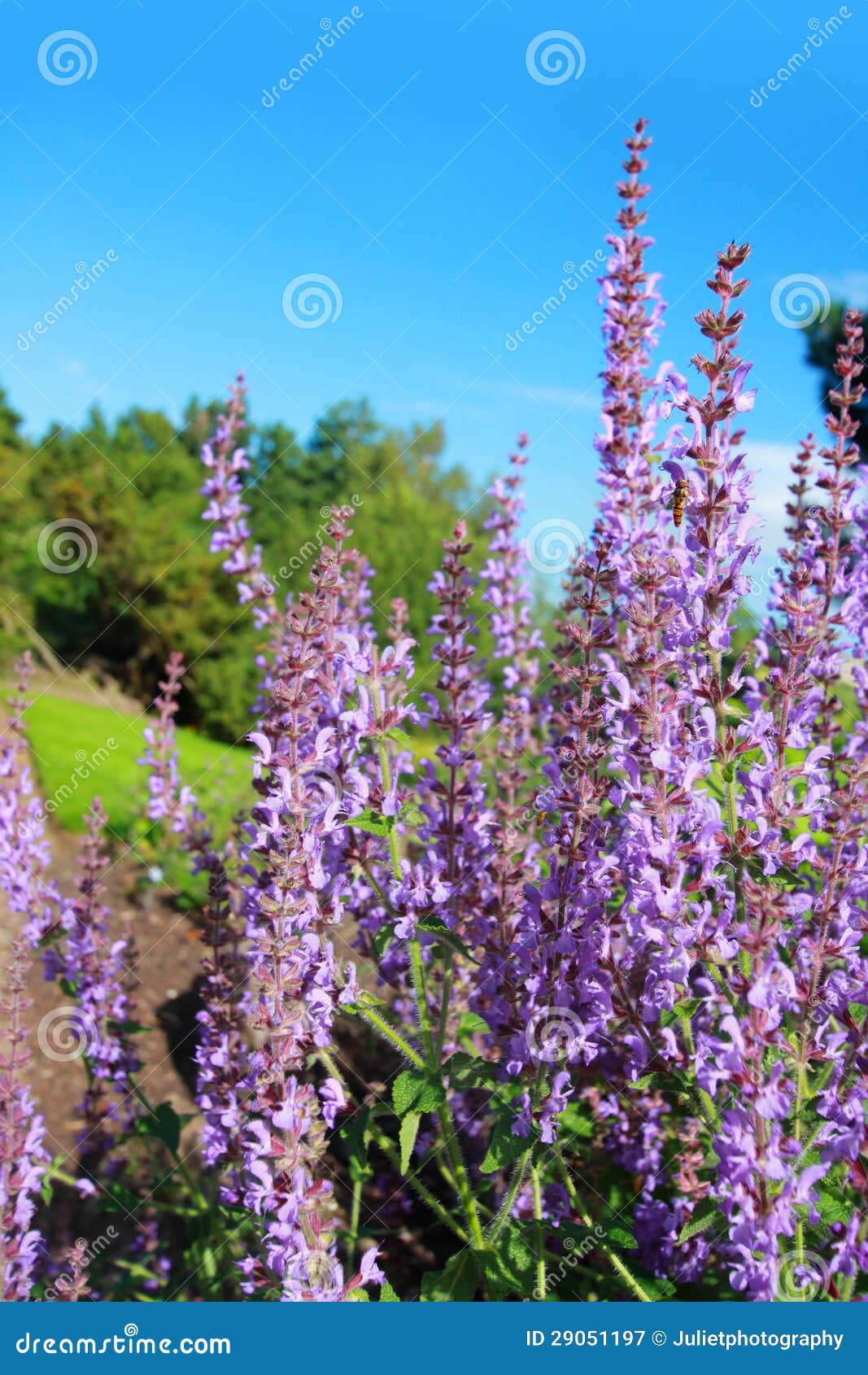 Blooming Salvia in the Garden Stock Image - Image of cuisine, culinary ...