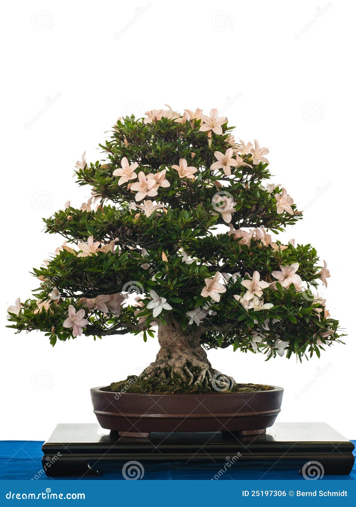Blooming Satsuki-Azalea As Bonsai Tree Stock Photo - Image of blossom ...