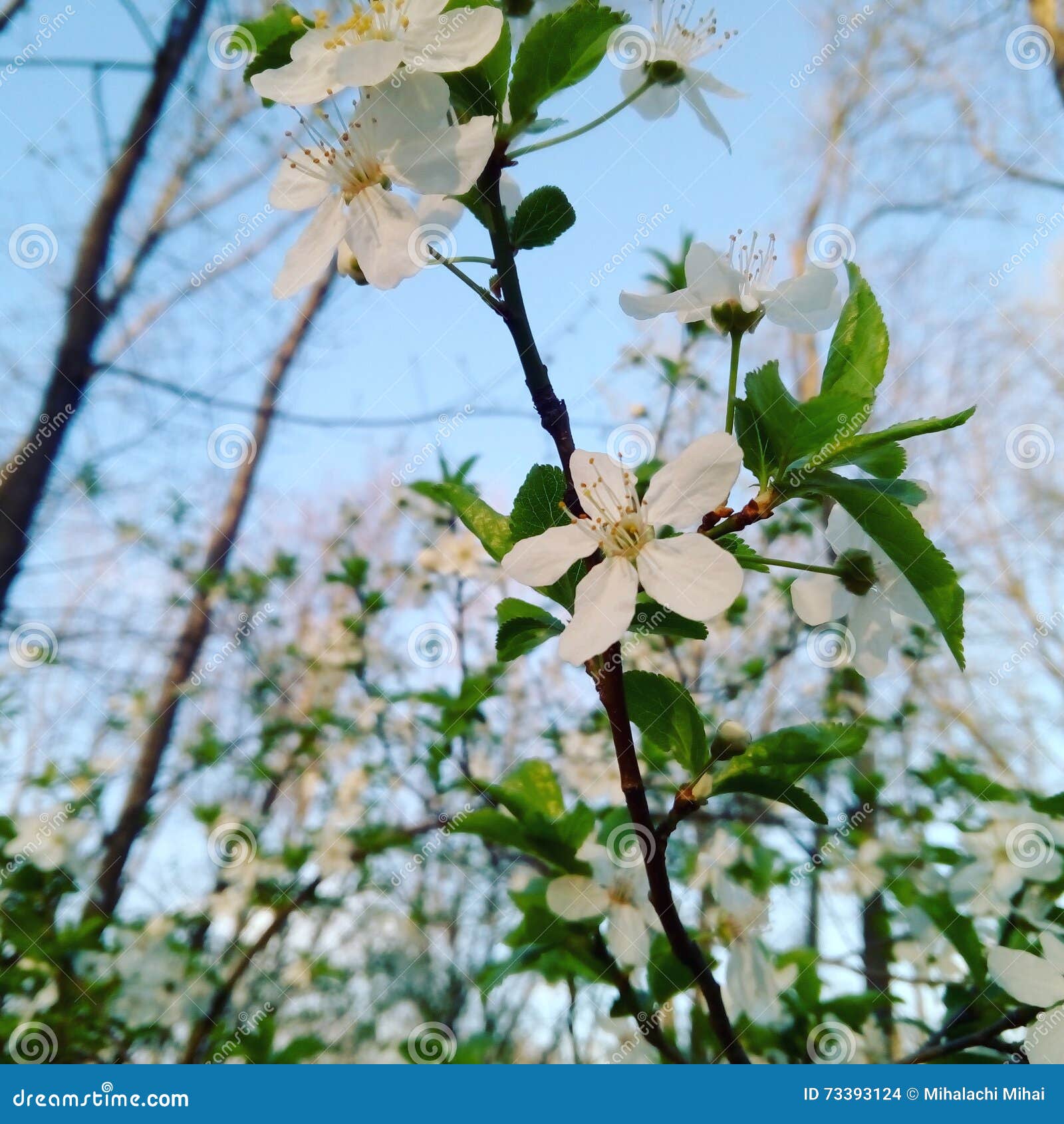 Blooming season stock photo. Image of blooming, season - 73393124