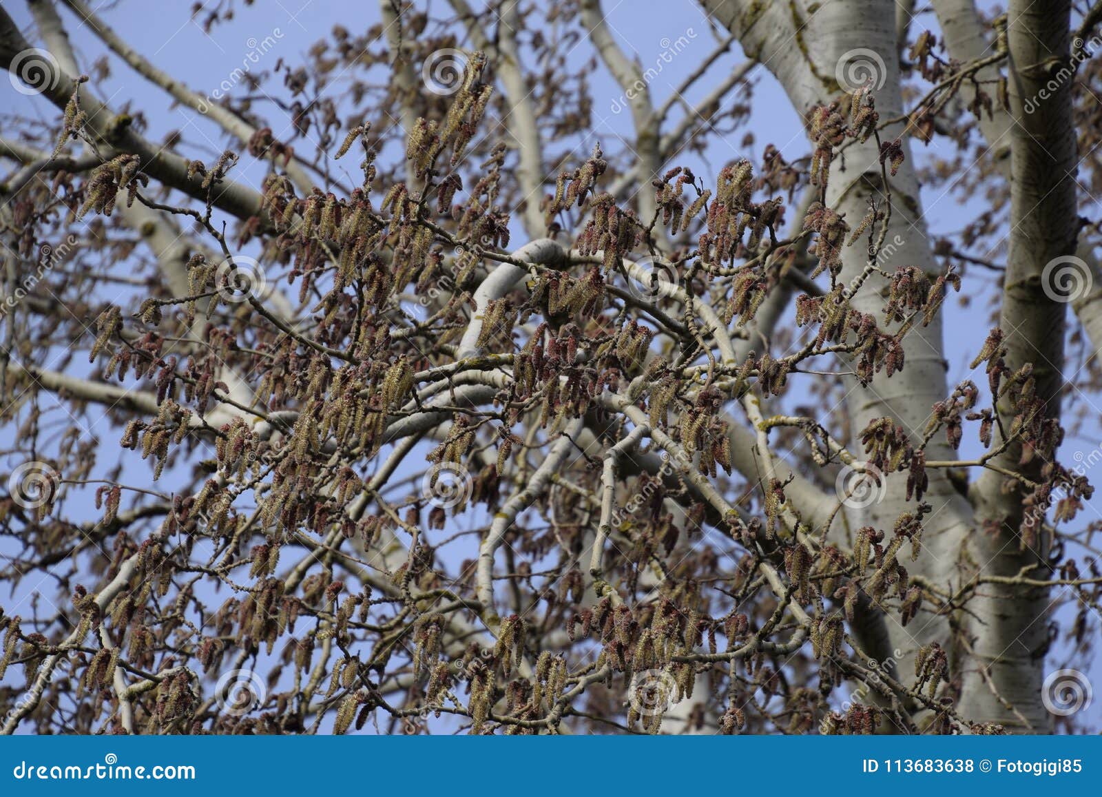 Blooming Silver Poplar. Silver Poplar Tree in Spring Stock Photo ...