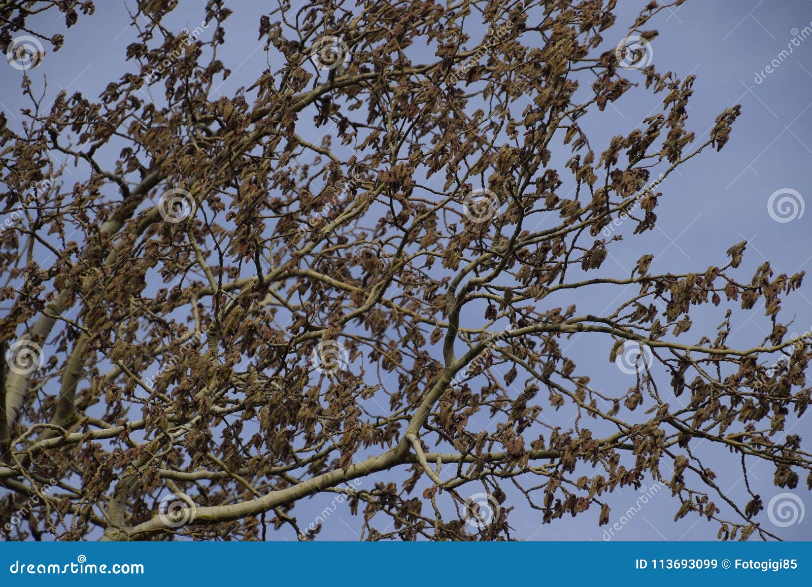 Blooming Silver Poplar. Silver Poplar Tree in Spring Stock Image ...