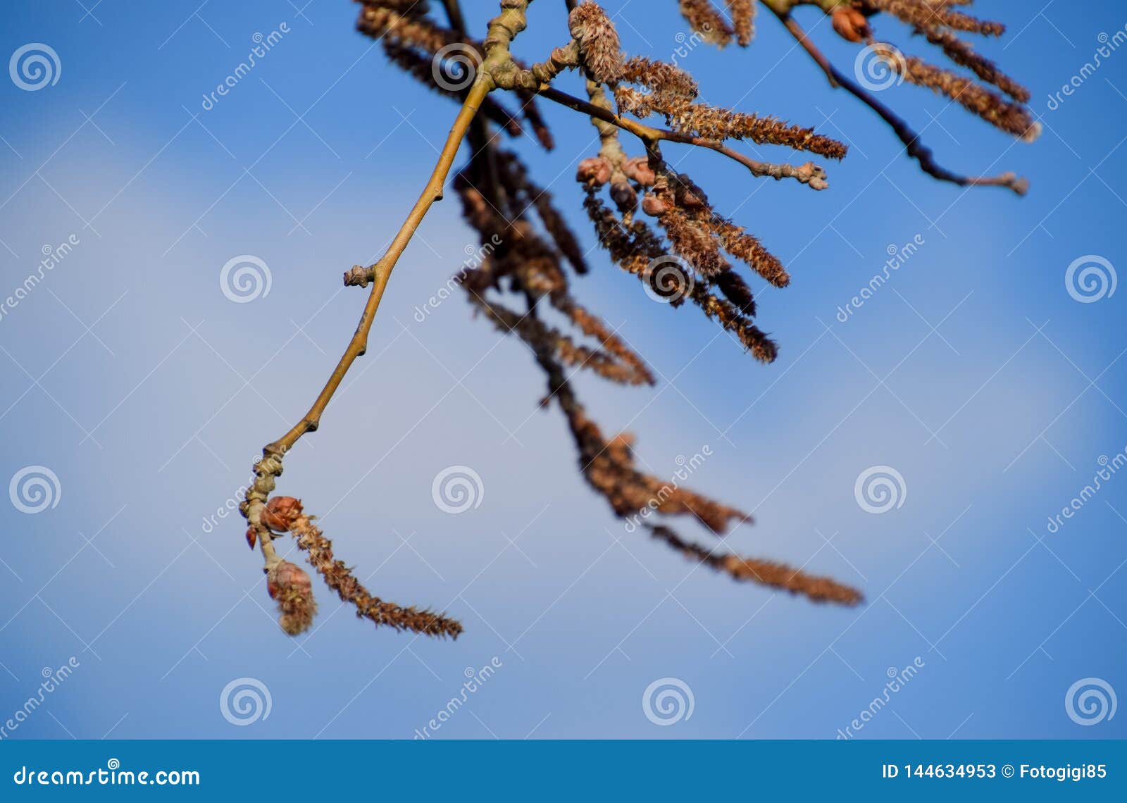 Blooming Silver Poplar. Silver Poplar Tree in Spring Stock Image ...