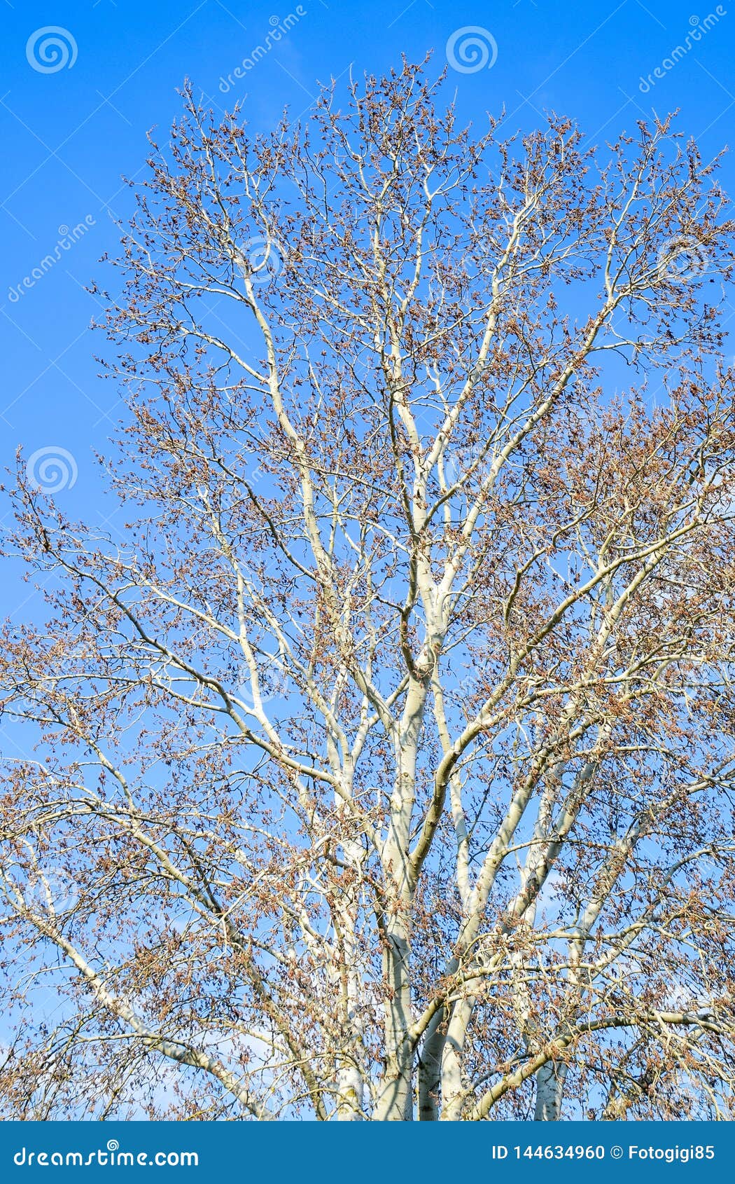 Blooming Silver Poplar. Silver Poplar Tree in Spring Stock Photo ...