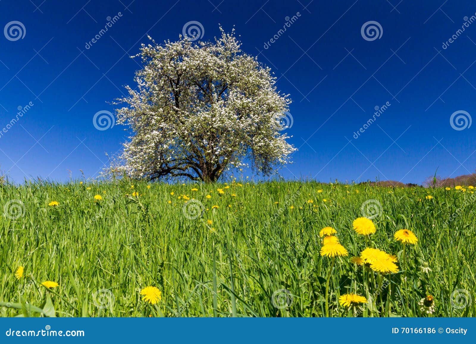 Blooming single apple tree stock photo. Image of blossom - 70166186