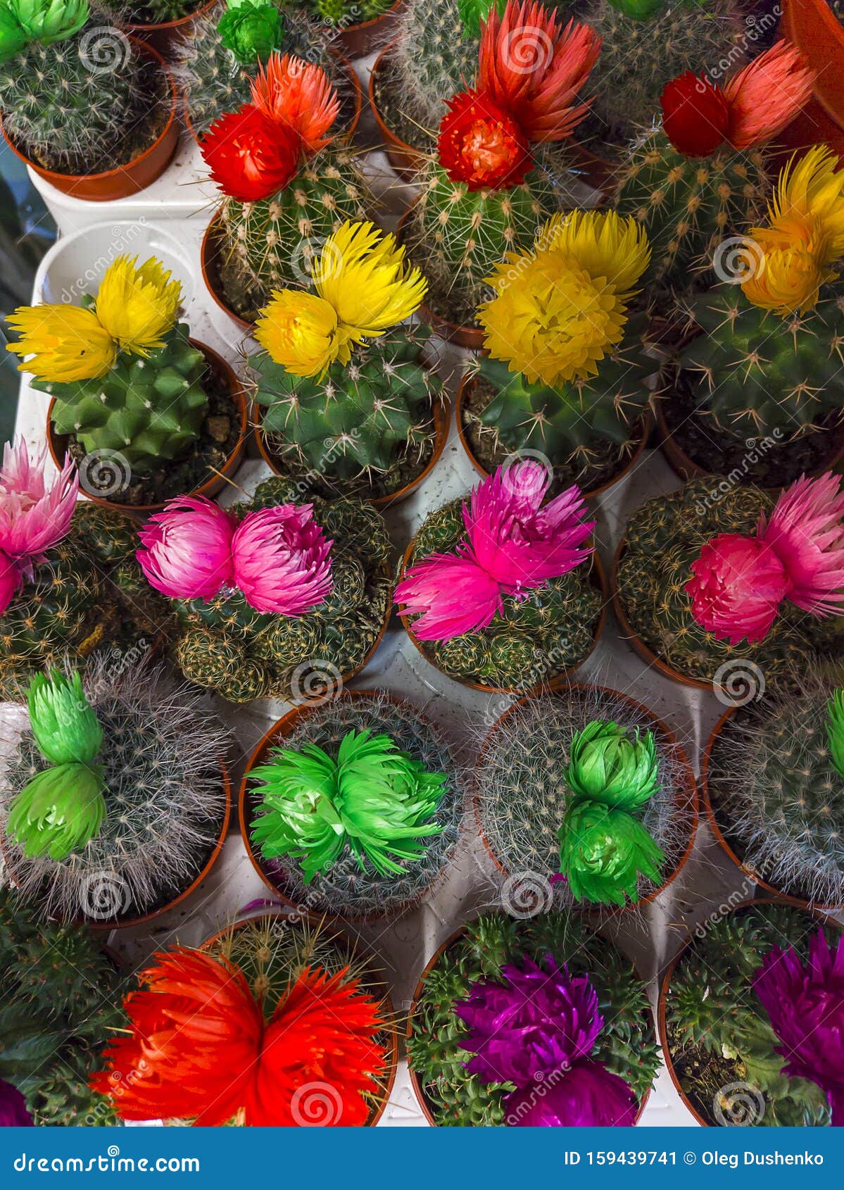 Blooming Small Multi-colored Cacti in Pots Top View Stock Image - Image ...