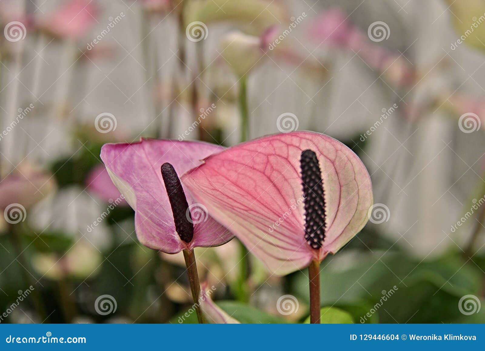 Small Anthurium stock photo. Image of colorful, blooming - 129446604