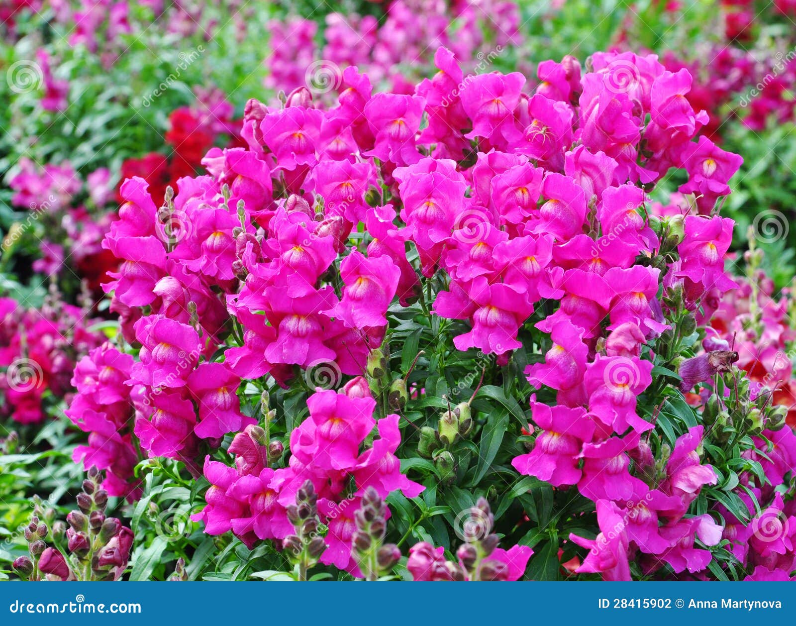 Blooming snapdragon stock photo. Image of nice, blossom - 28415902