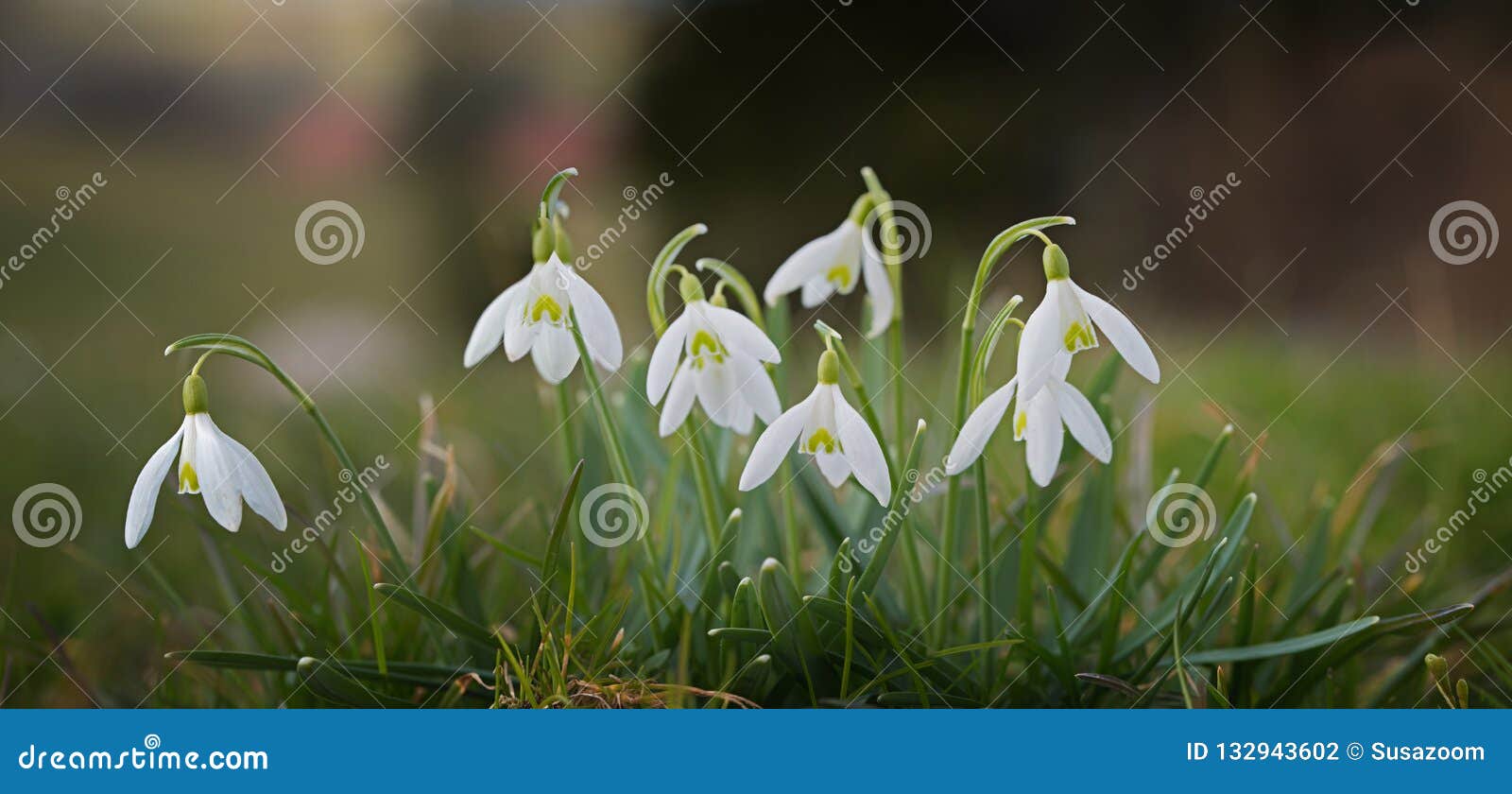 Blooming Snowdrops with Soft Green Background, Panorama Stock Photo ...